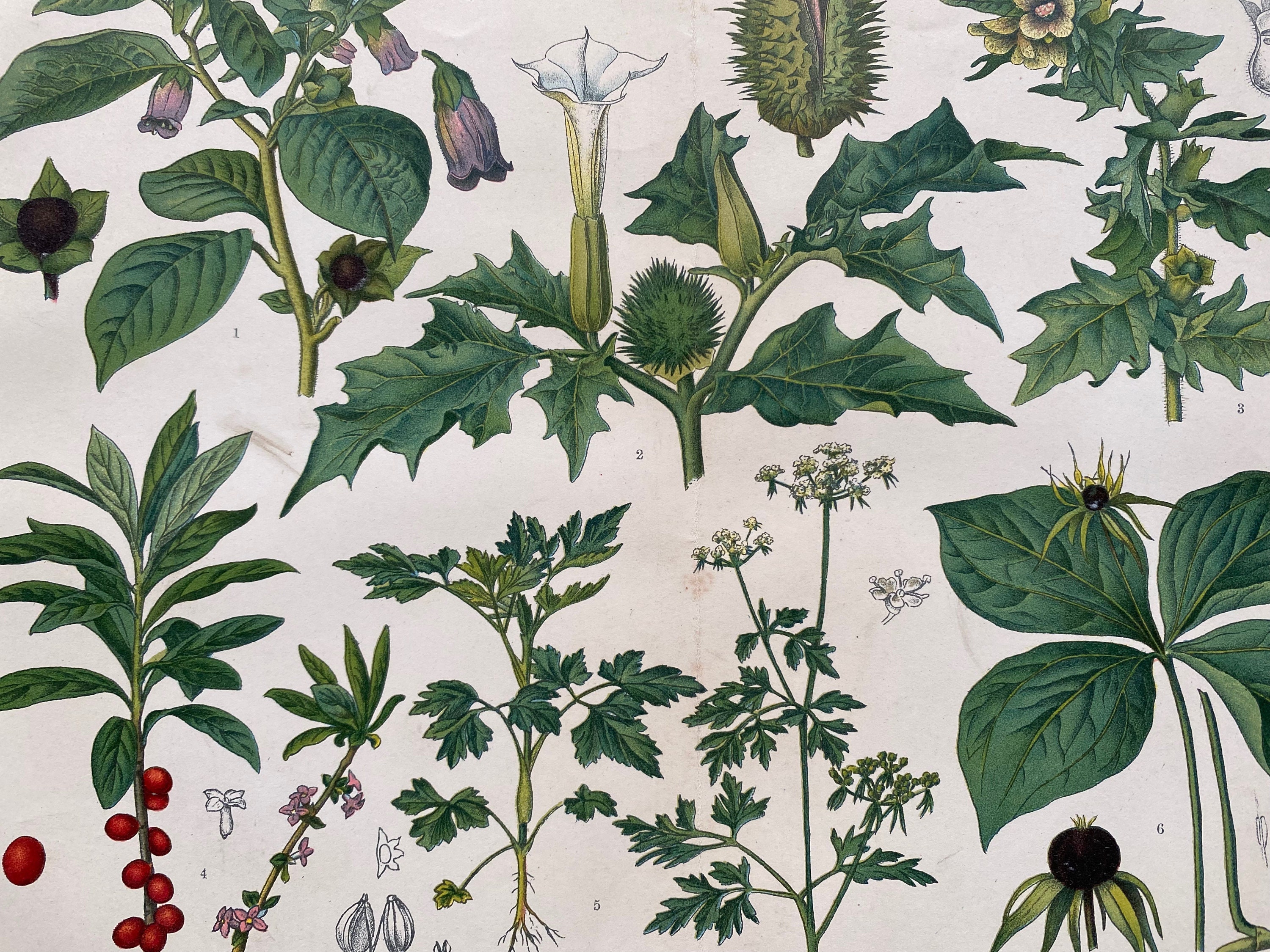 1900 British Poisonous Plants Original Antique Print - Botanical Decor ...