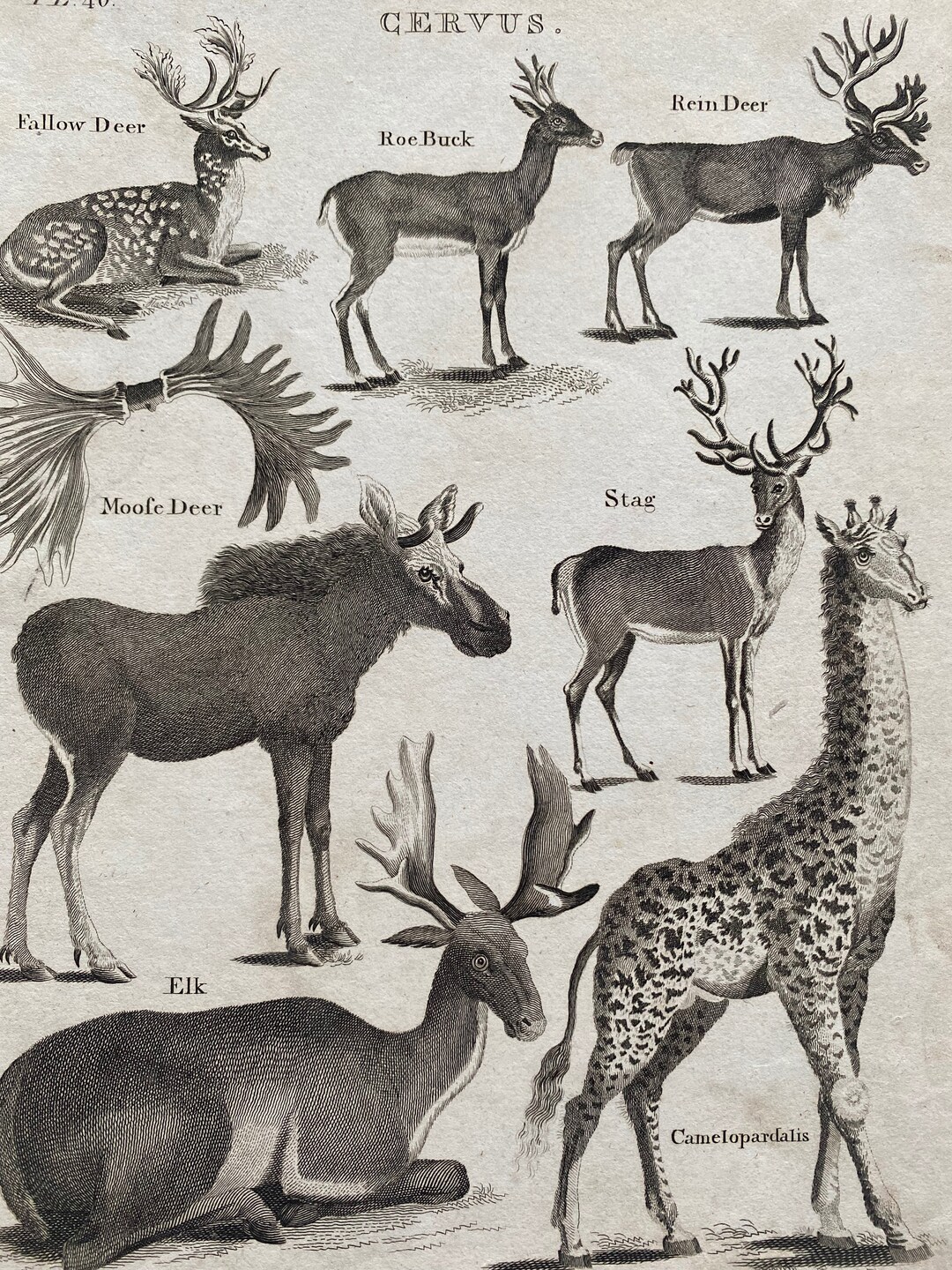 1806 Cervus - Deer, Elk, Moose, Giraffe Original Antique Engraving ...