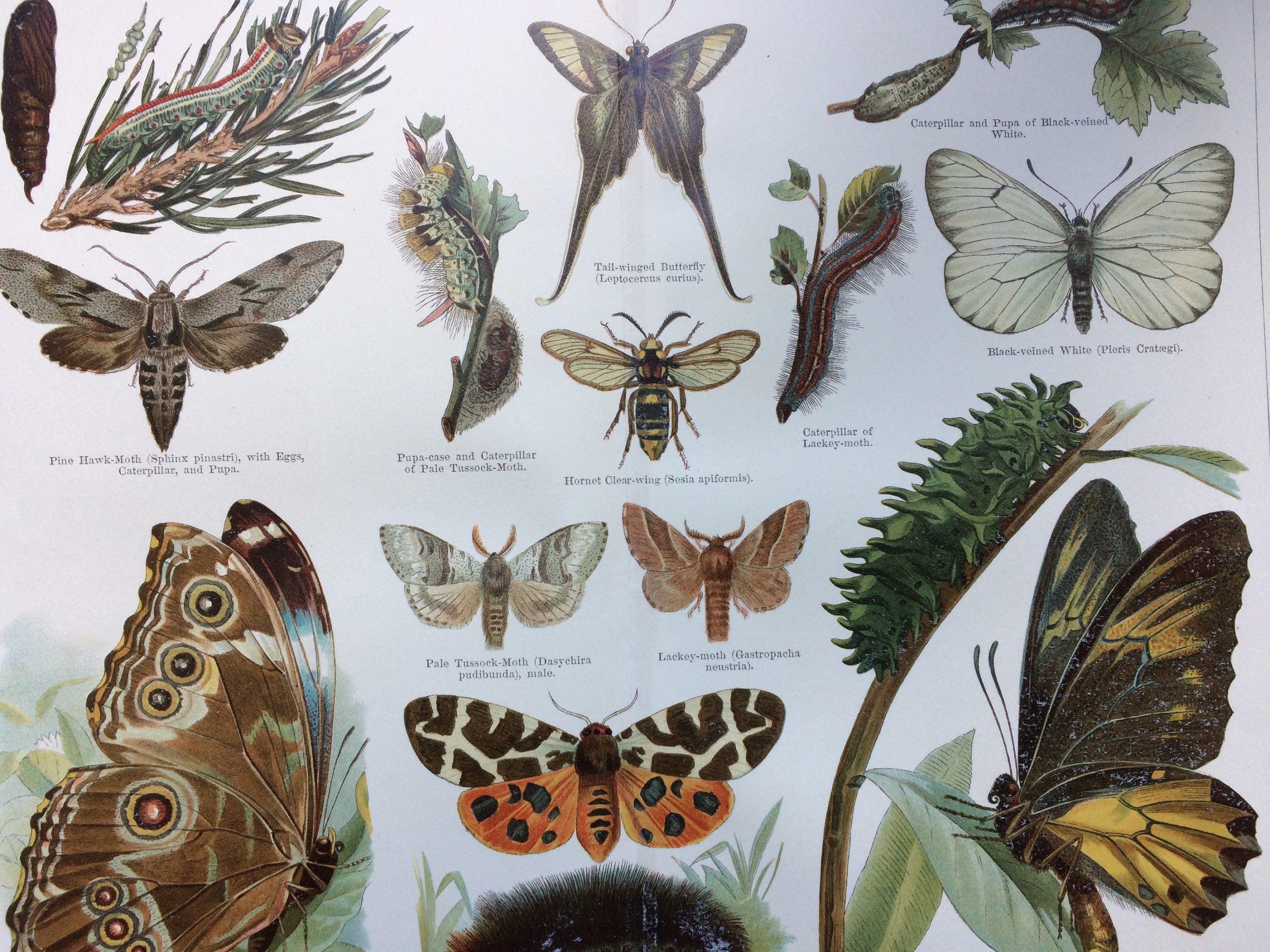 1904 Butterflies & Moths Original Antique Print - 10 x 12 inches ...