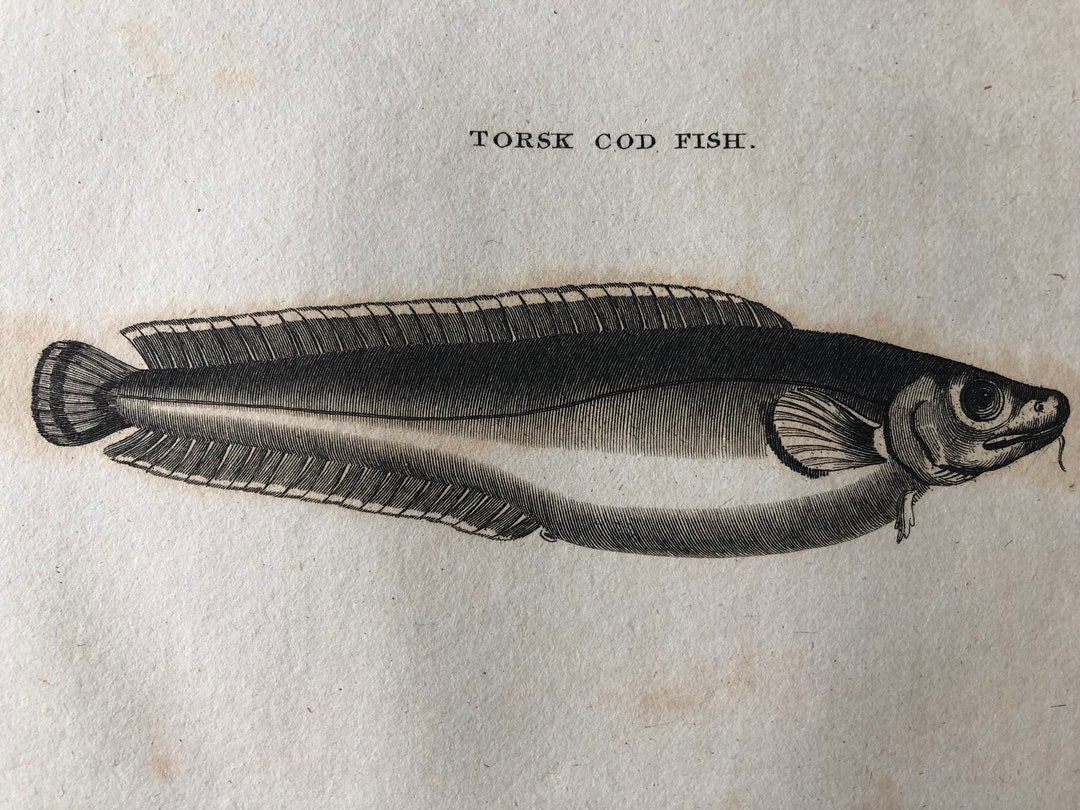 1812 Torsk Cod Fish Original Antique Engraving Ichthyology Fish Art ...