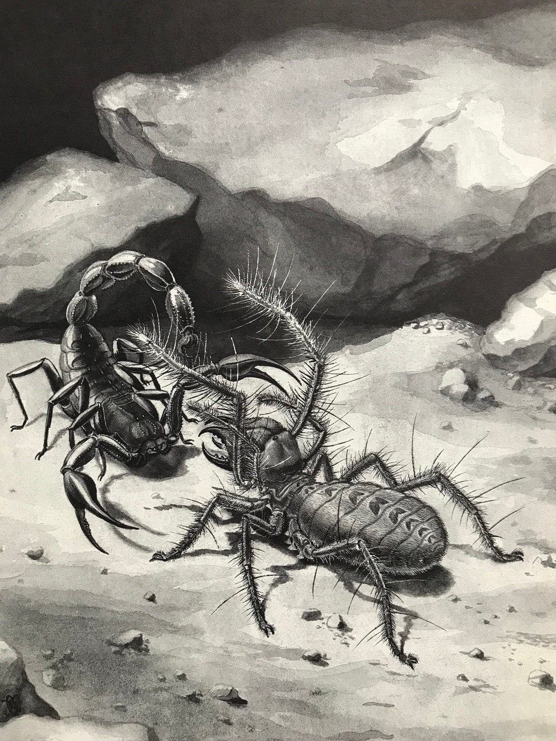 1968 Original Vintage Scorpion Print Arachnida Insect Mounted and ...