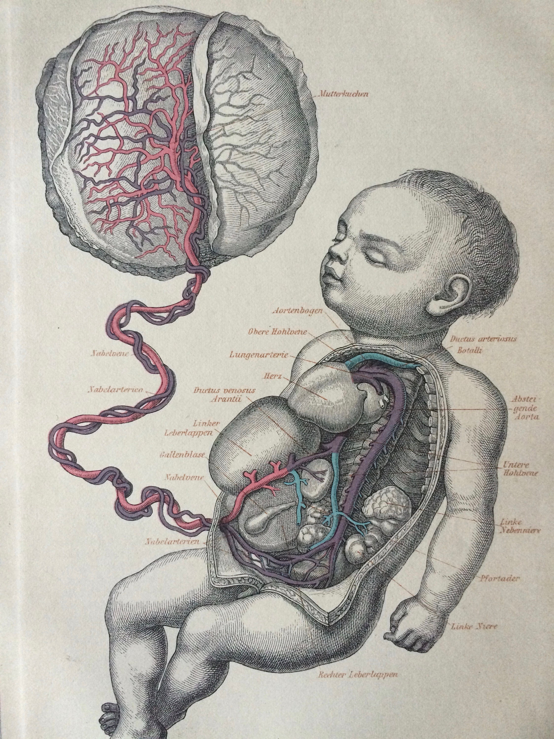 1875 Human Foetus Original Antique Print - Mounted and Matted ...