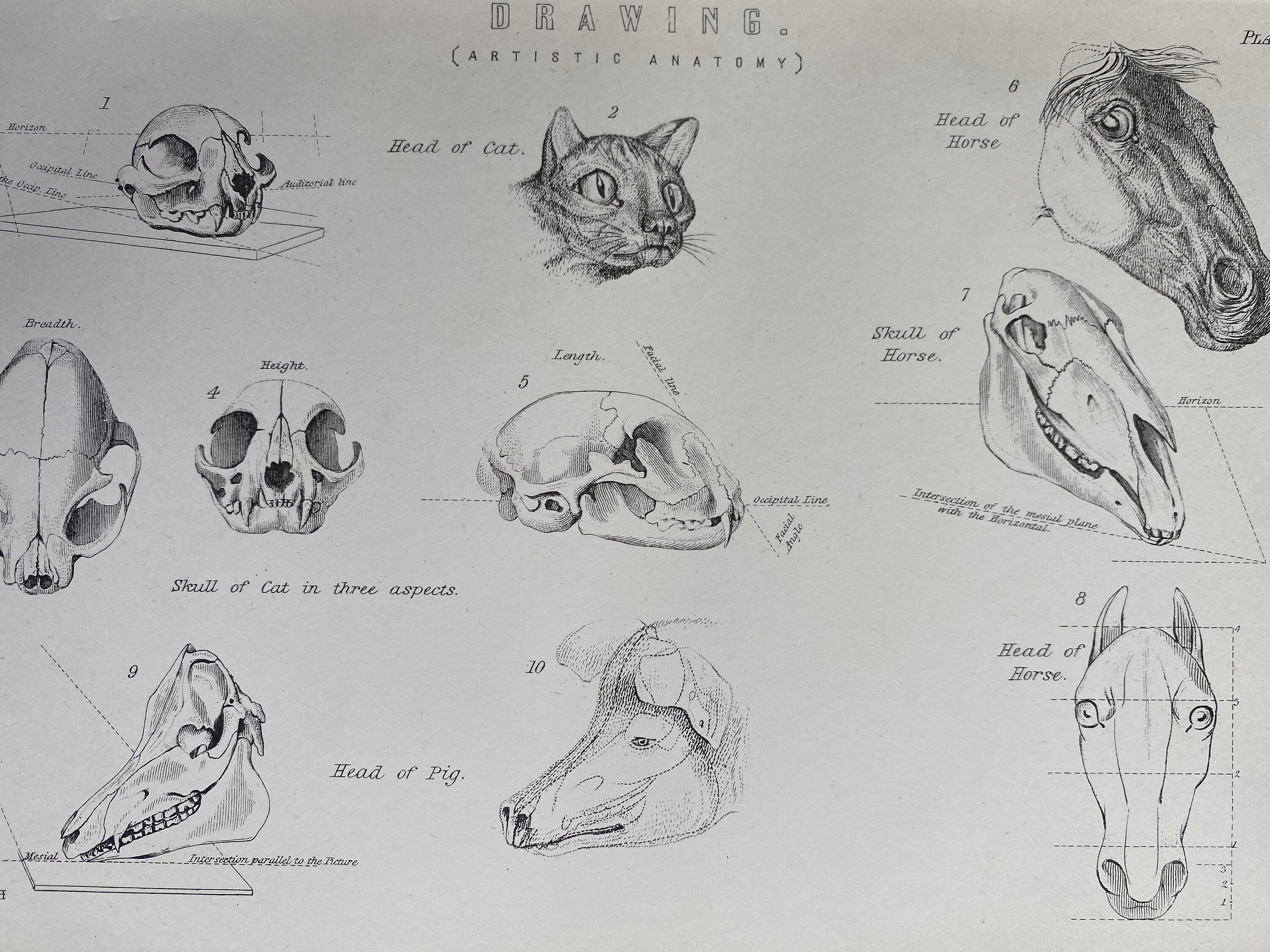 Animal Skull Anatomy