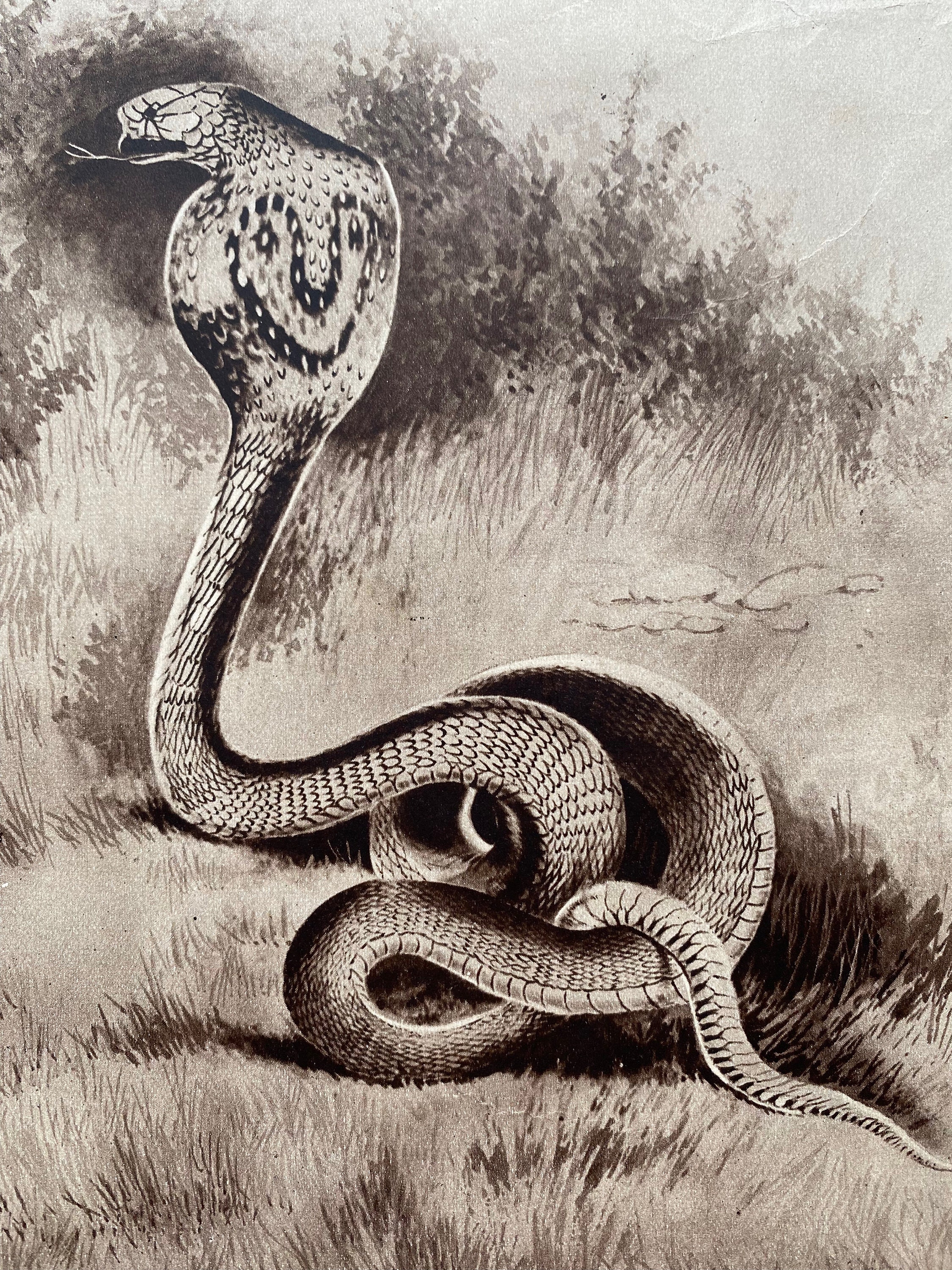 Indian Cobra Art