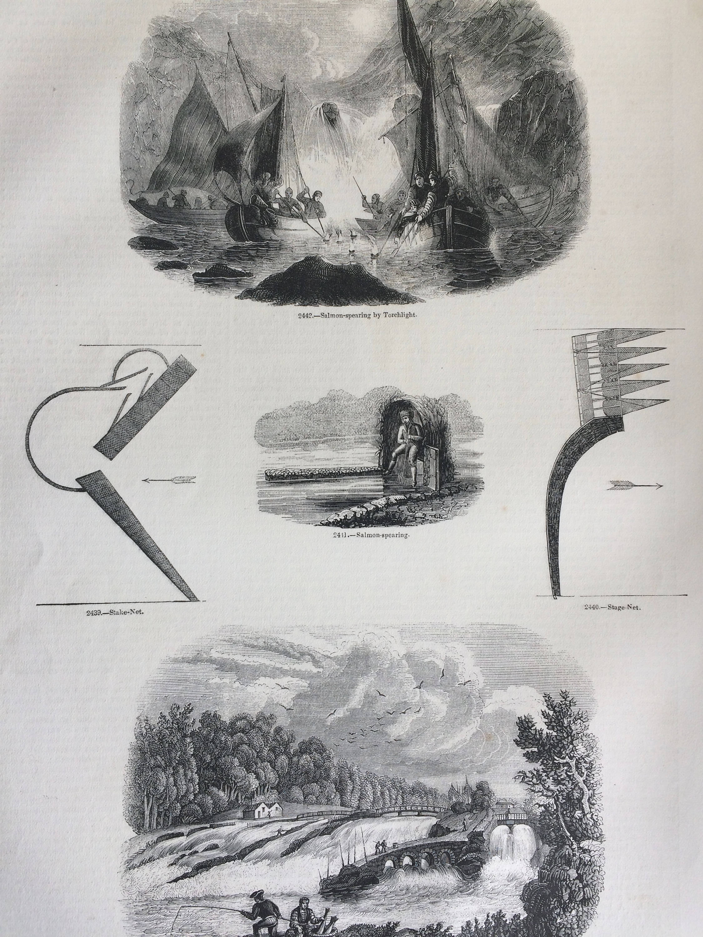 Art & Collectibles Prints 1856 Large Original Antique Fish Engraving ...