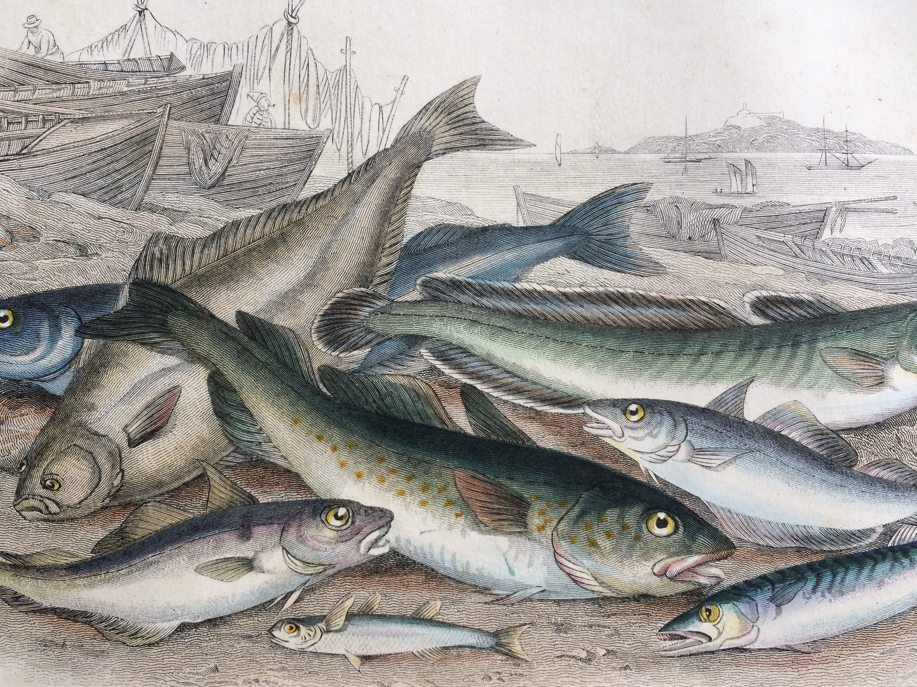 1852 Original Antique Hand-Coloured Fish Illustration - Common Cod ...