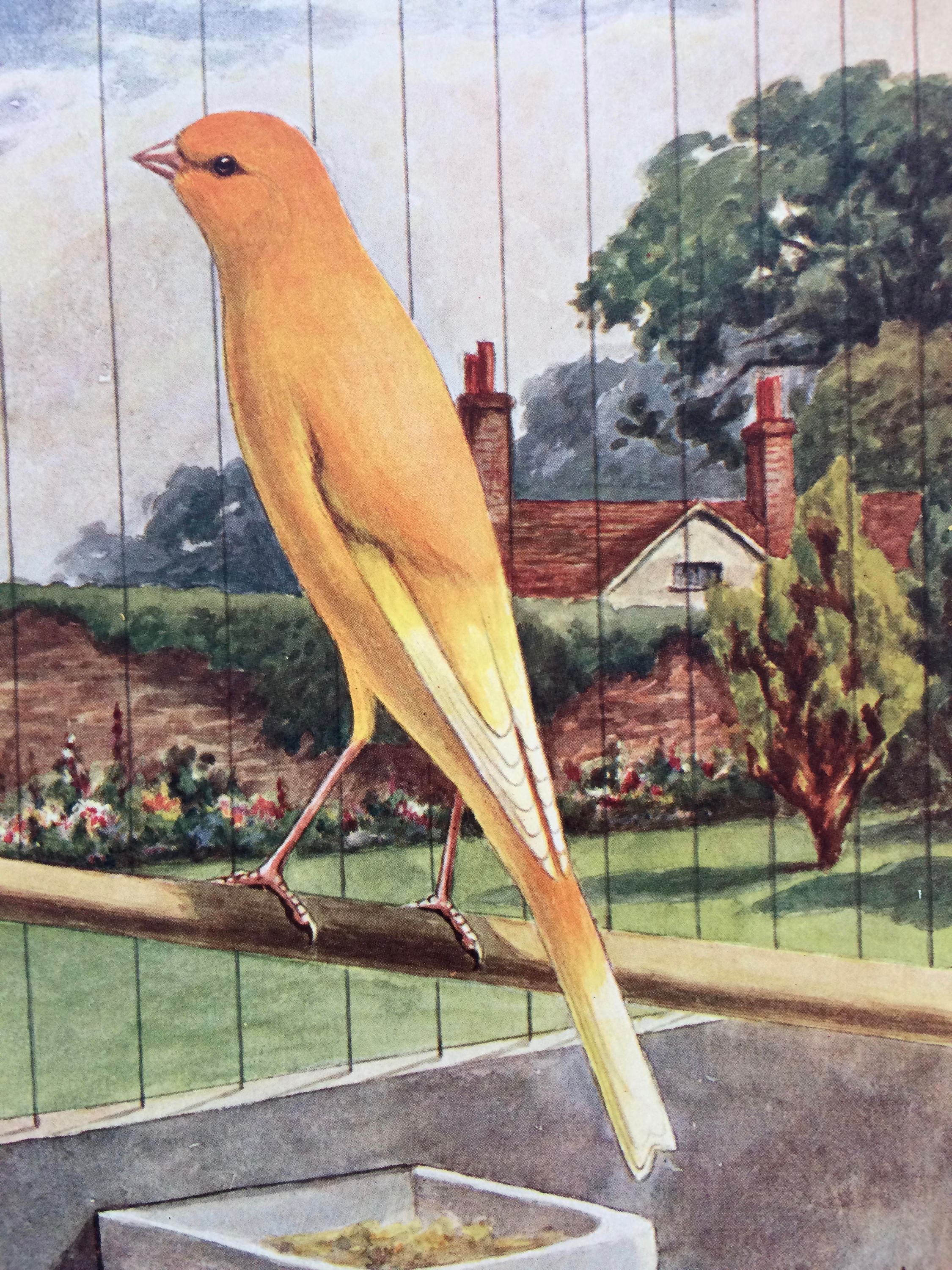 1911 Canary Original Antique Lithograph - Clear Buff Yorkshire Canary ...