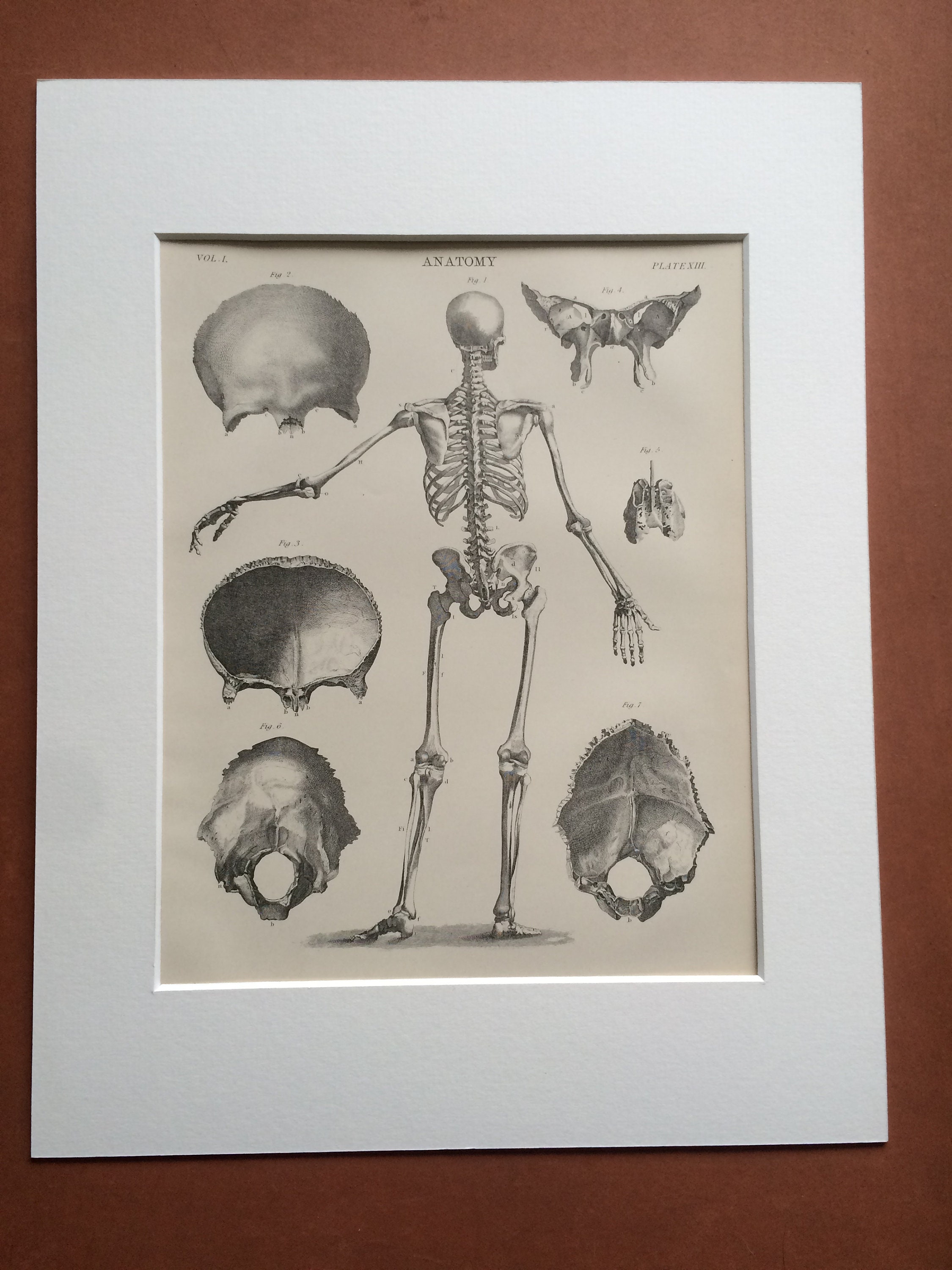 1875 Skeleton Original Antique Matted Engraving - Anatomy - Skull - Jaw ...