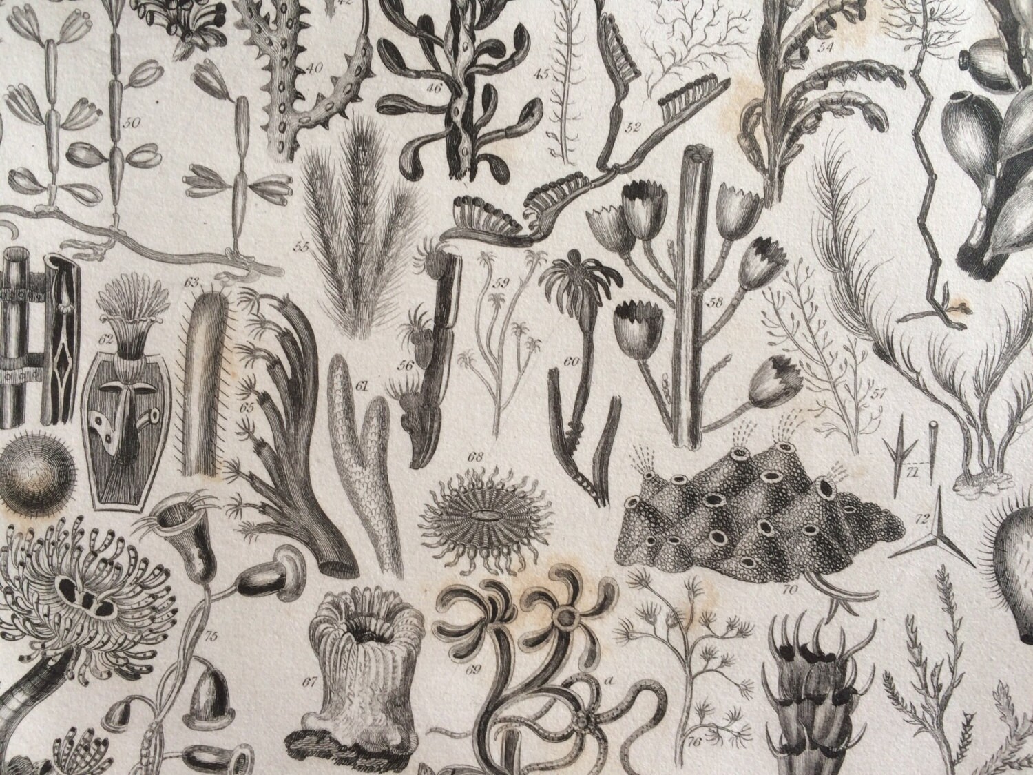 1852 Original Antique Polypi Engraving - Seaweed - Coral - Botanical ...