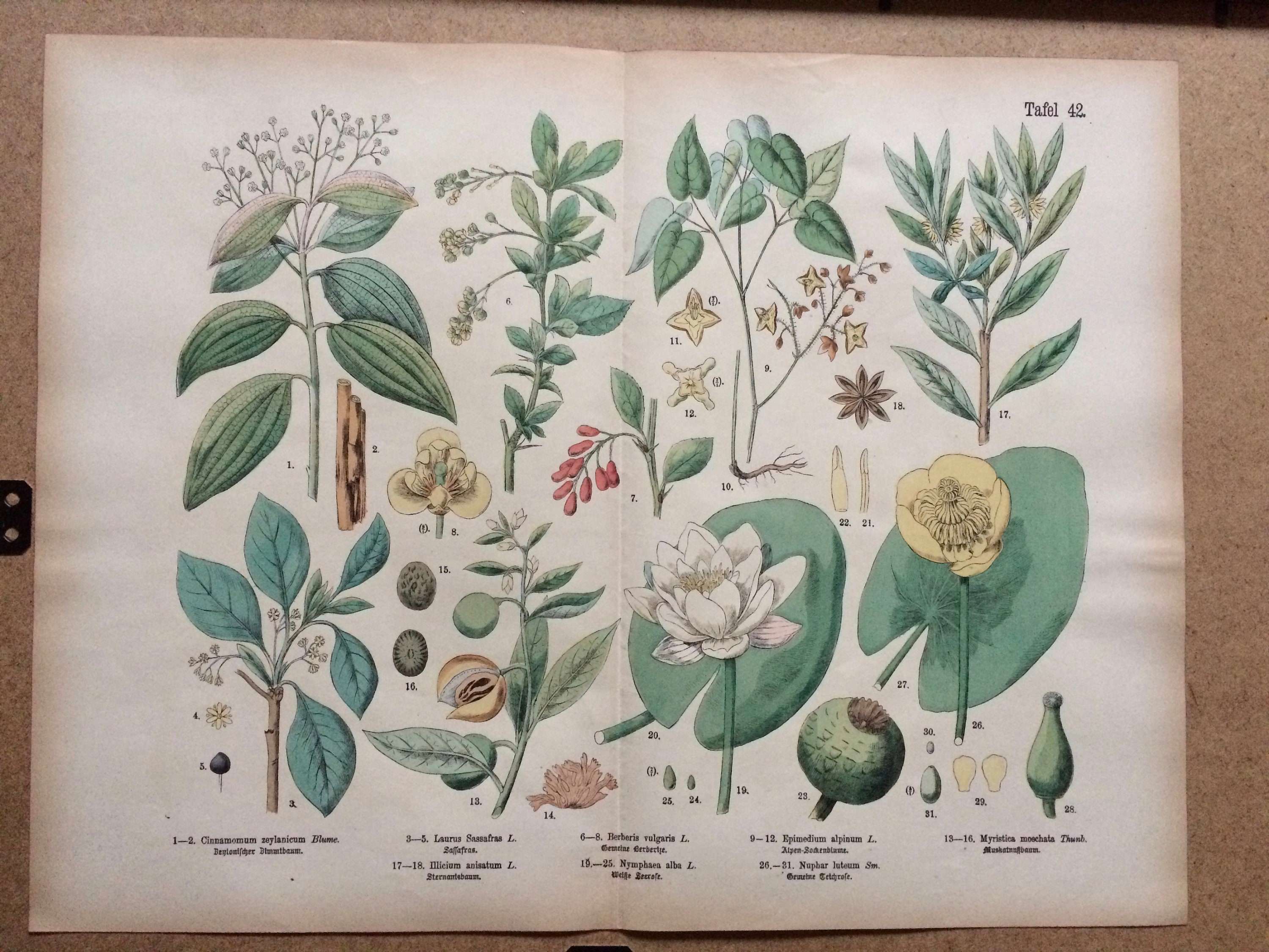 1890 Large Original Antique Botanical Lithograph - Botanical Print ...