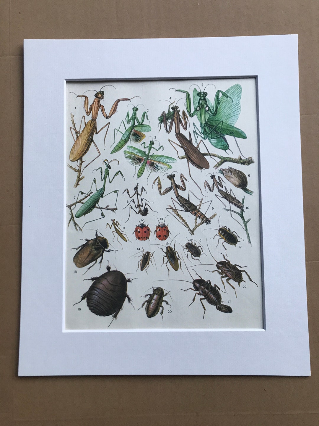 1984 Praying Mantises and Cockroaches Original Vintage Print Praying Mantis Cockroach Insect Art ...