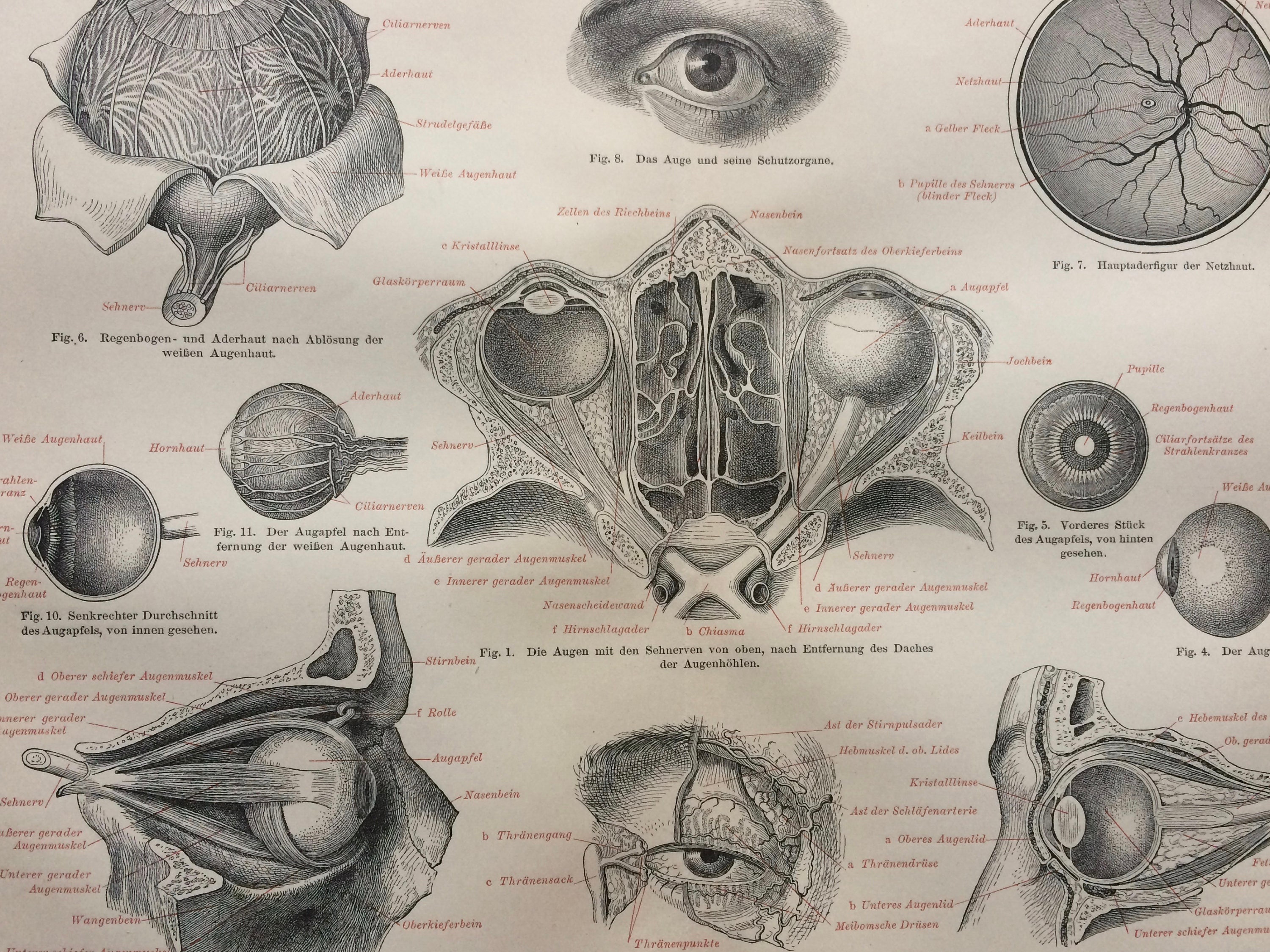 1894 Human Eyes Large Original Antique Lithograph - Available Mounted ...