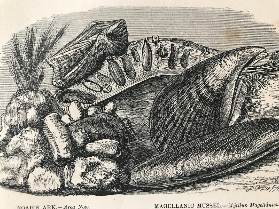 1863 Noah's Ark and Mussels and Date Shells Original Antique Print ...