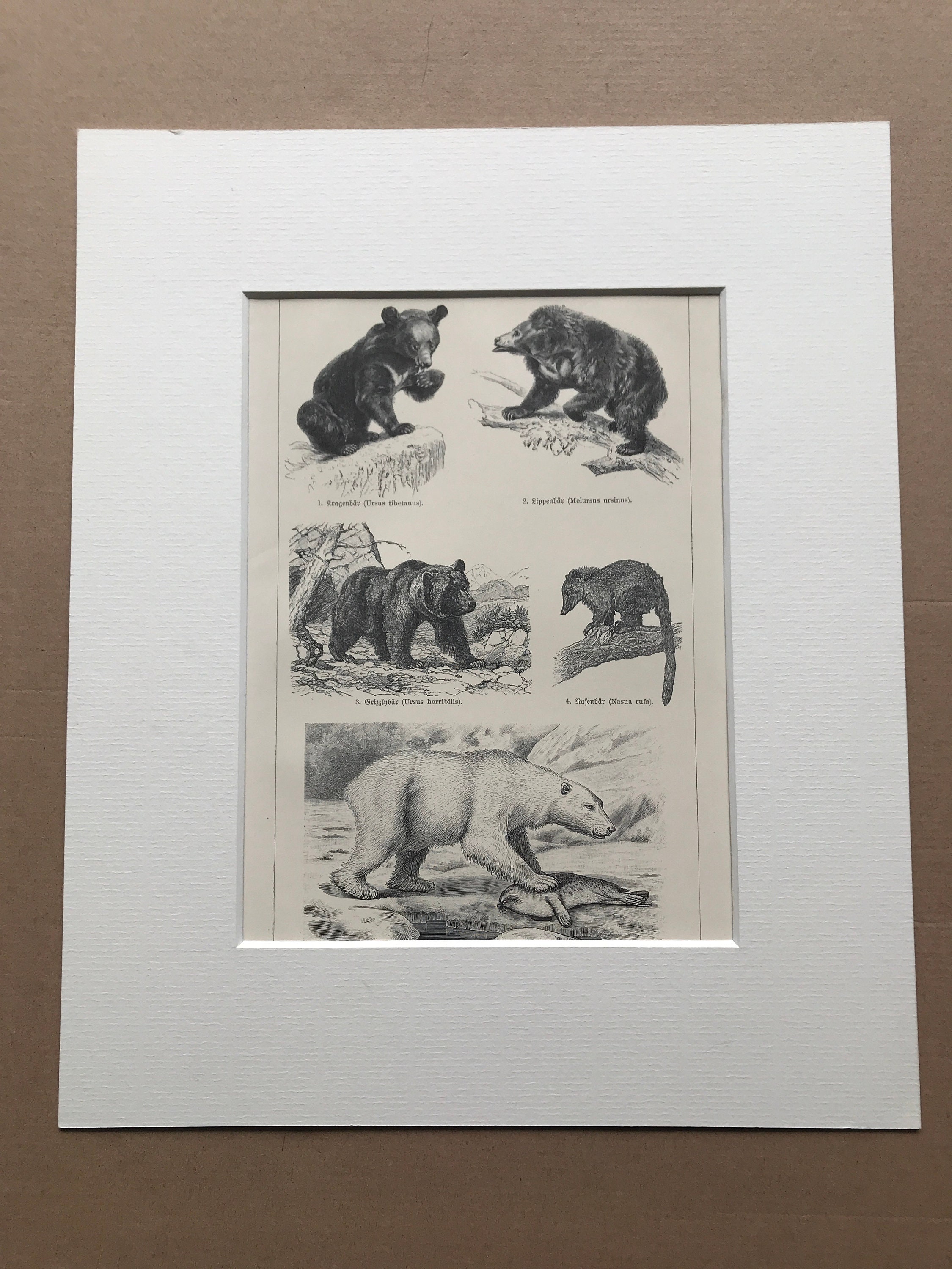 1924 Bears Original Antique Lithograph Mounted and Matted - Etsy UK