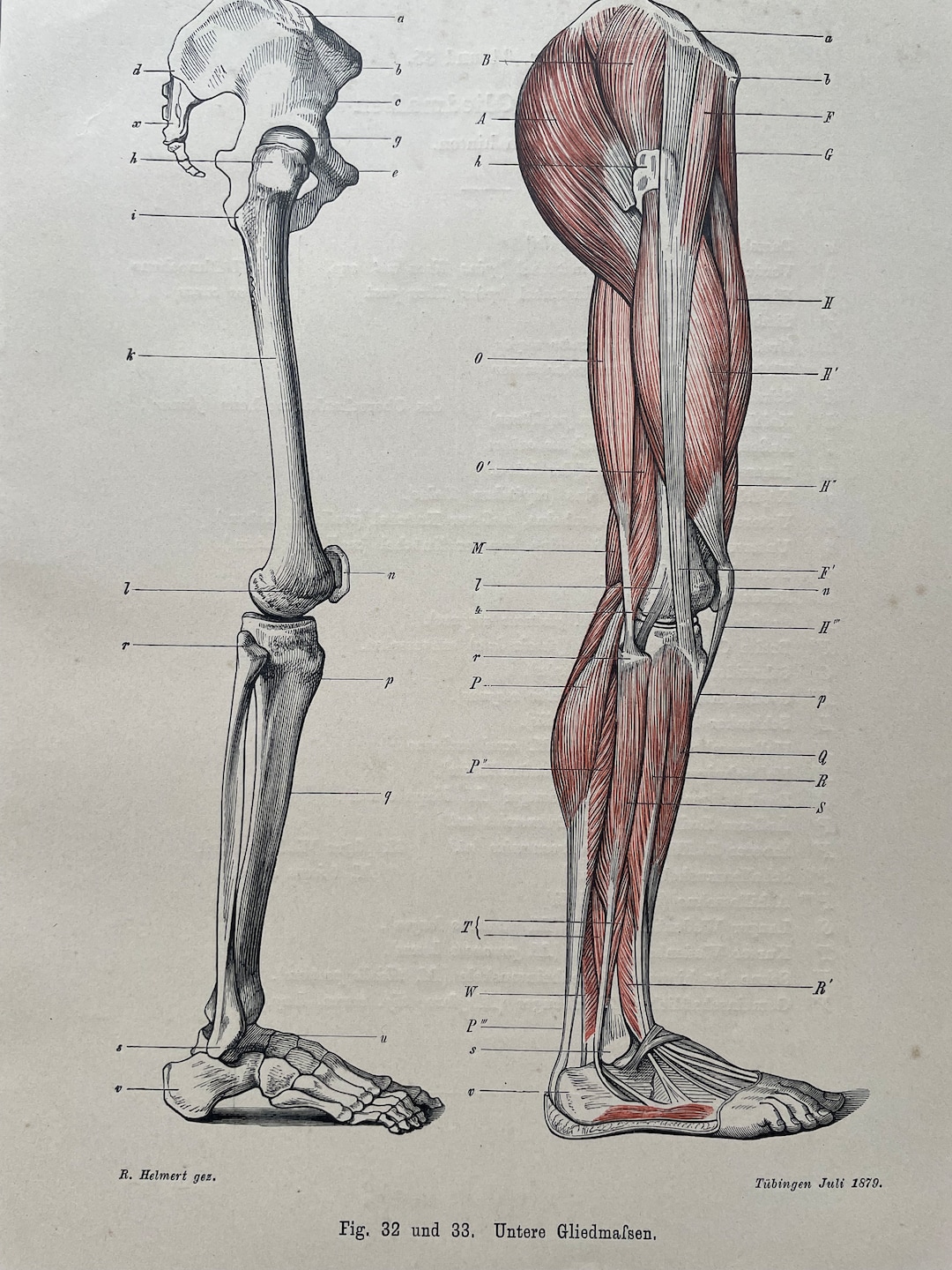 1890 Leg Skeleton and Muscles Original Antique Anatomical Print ...