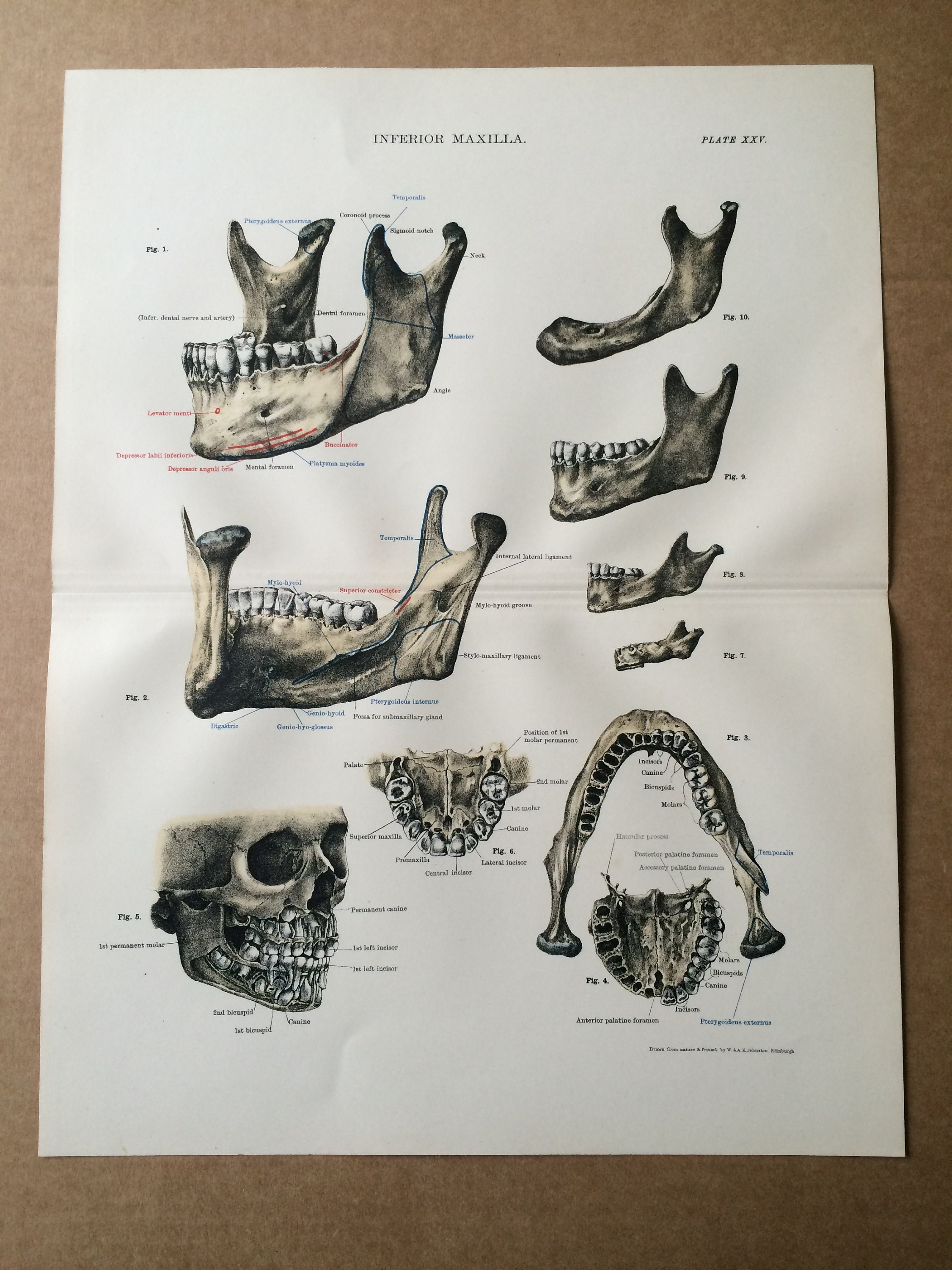 Vintage Teeth Anatomy