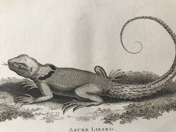 1802 Azure Lizard Original Antique Engraving Natural History | Etsy