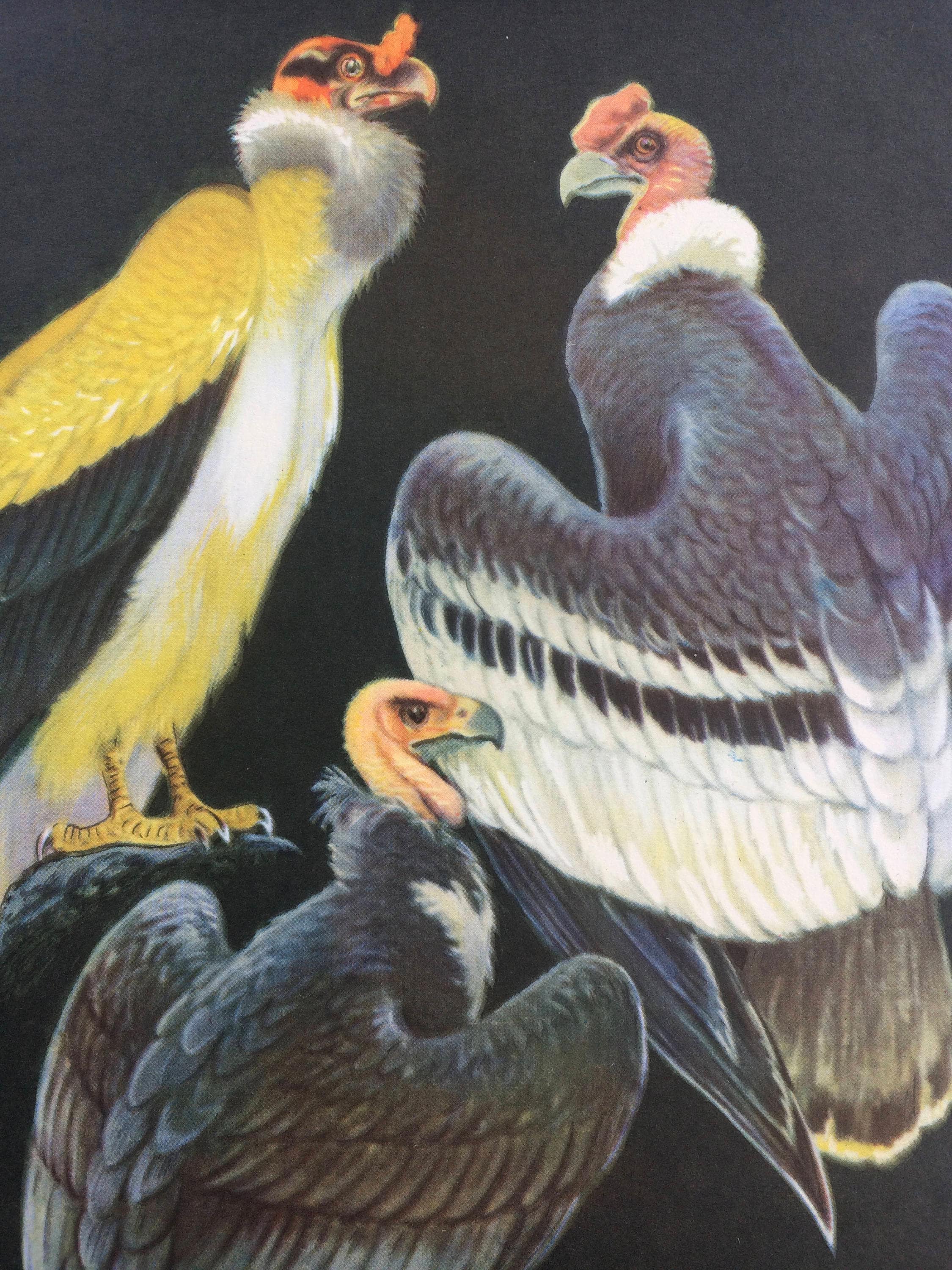 1968 Colourful Vintage Bird Print - Andean Condor - King Vulture ...