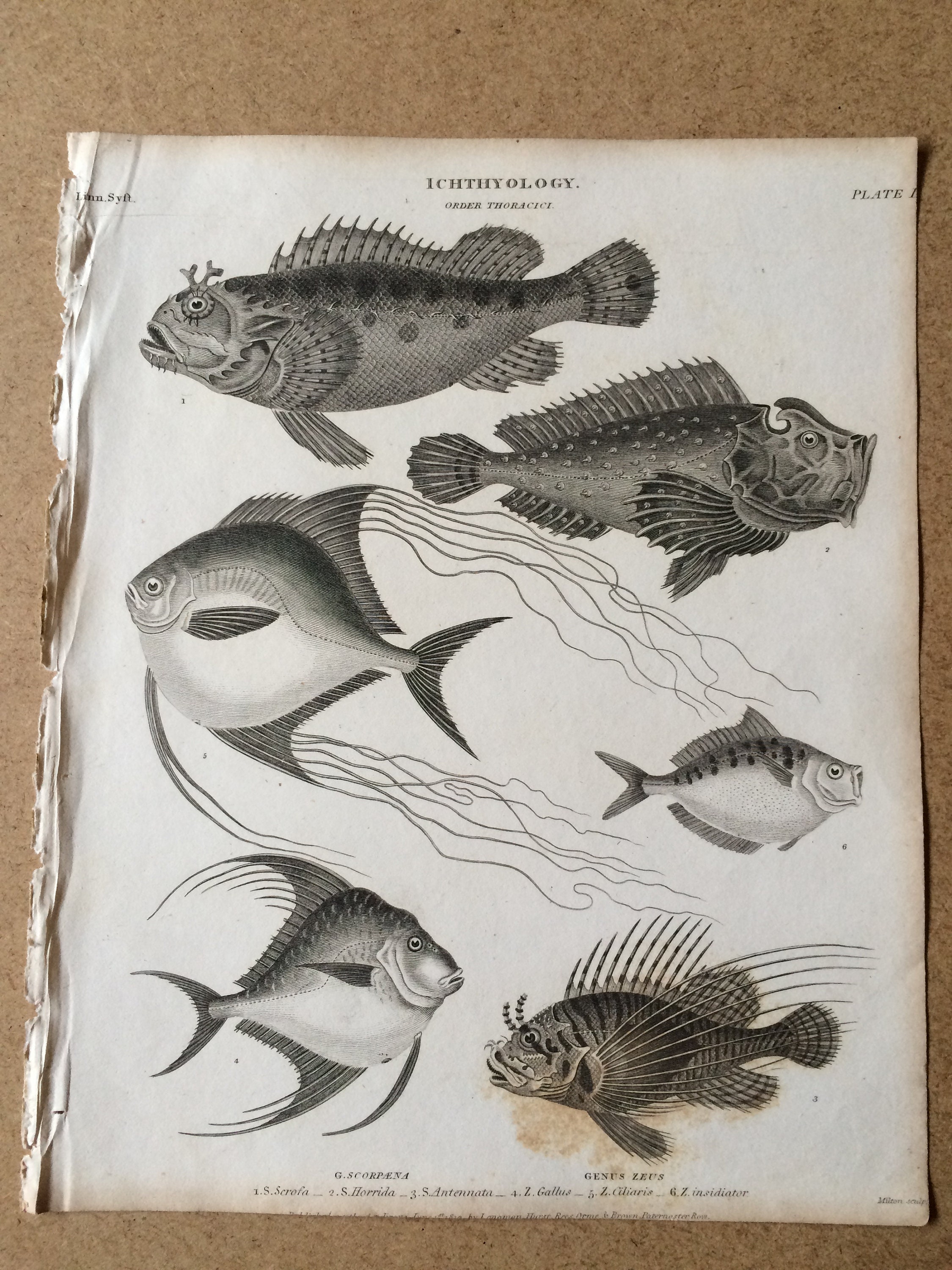 1819 Original Antique Engraving - Scorpion and Zeus Fishes - Fish ...