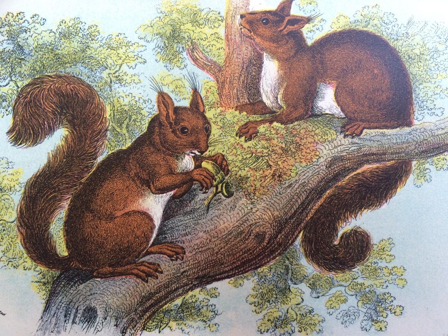 1896 Squirrel Antique Print, Mounted, Matted & Ready to Frame