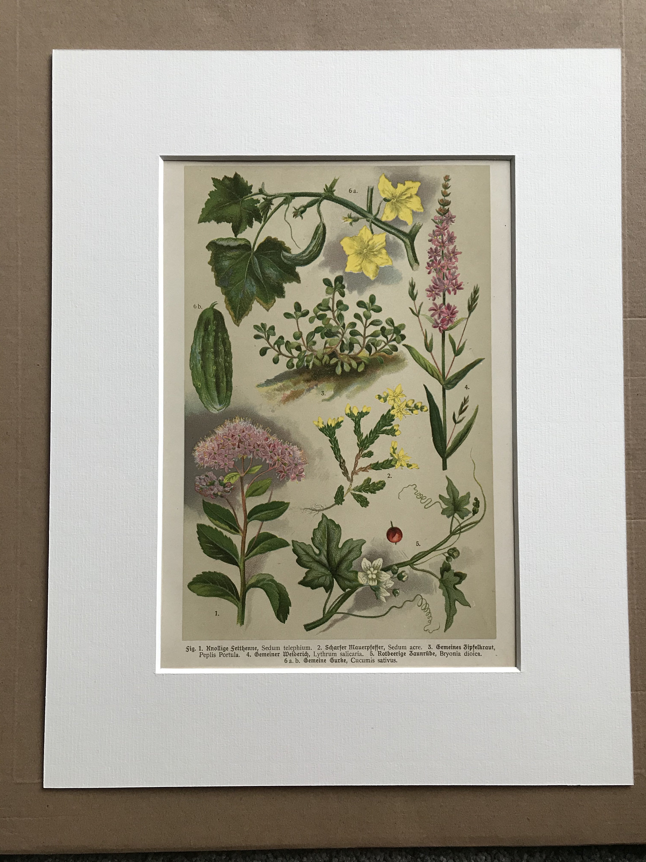 1911 Original Antique Botanical Lithograph - Mounted and Matted ...