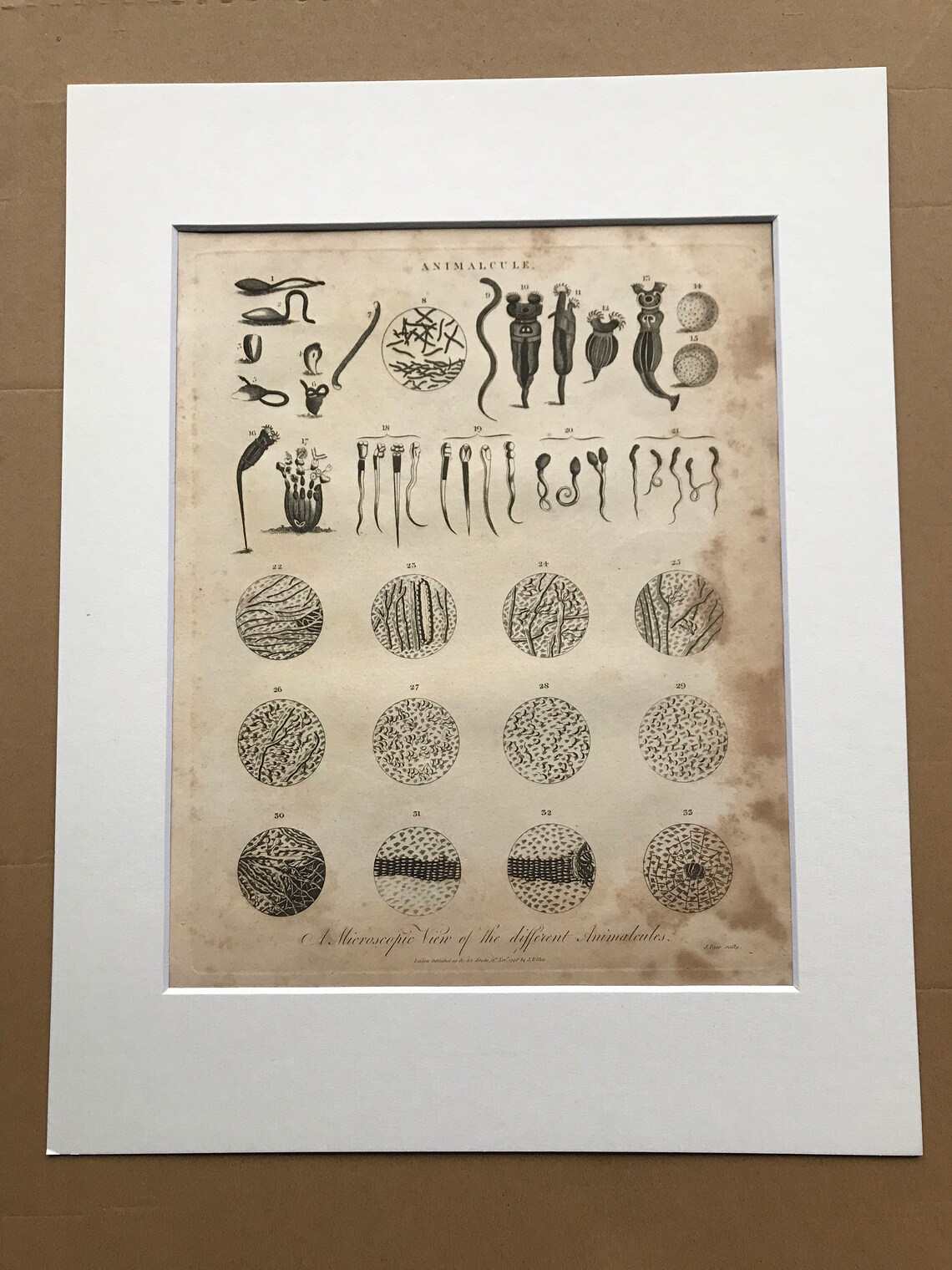 1810 Animalcule Original Antique Copperplate Engraving | Etsy