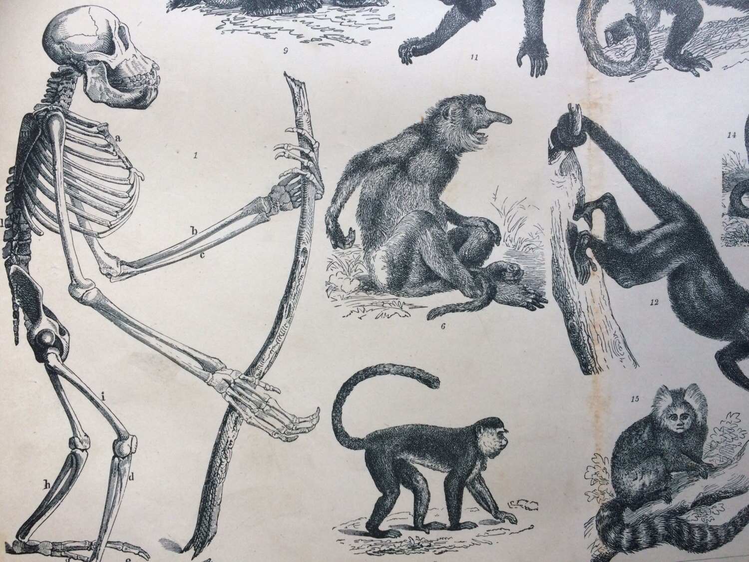 1904 APES & MONKEYS original antique print - 9.75 x 13 inches