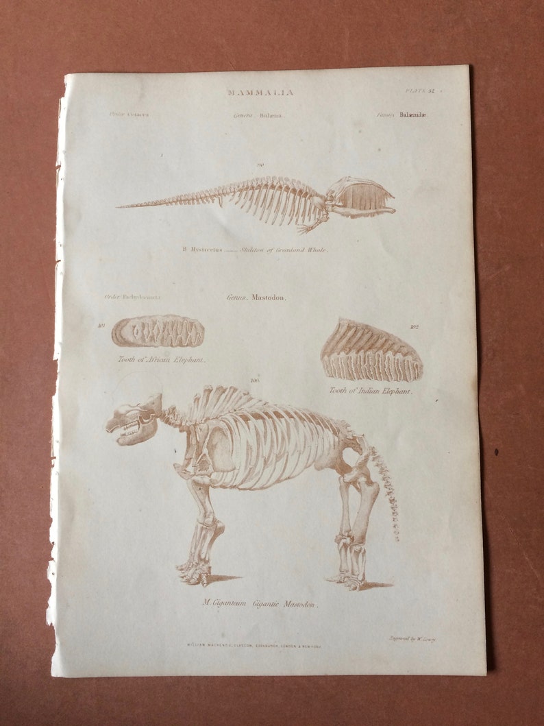 1862 Animal Skeletons Greenland Whale Elephant Mastodon Original ...