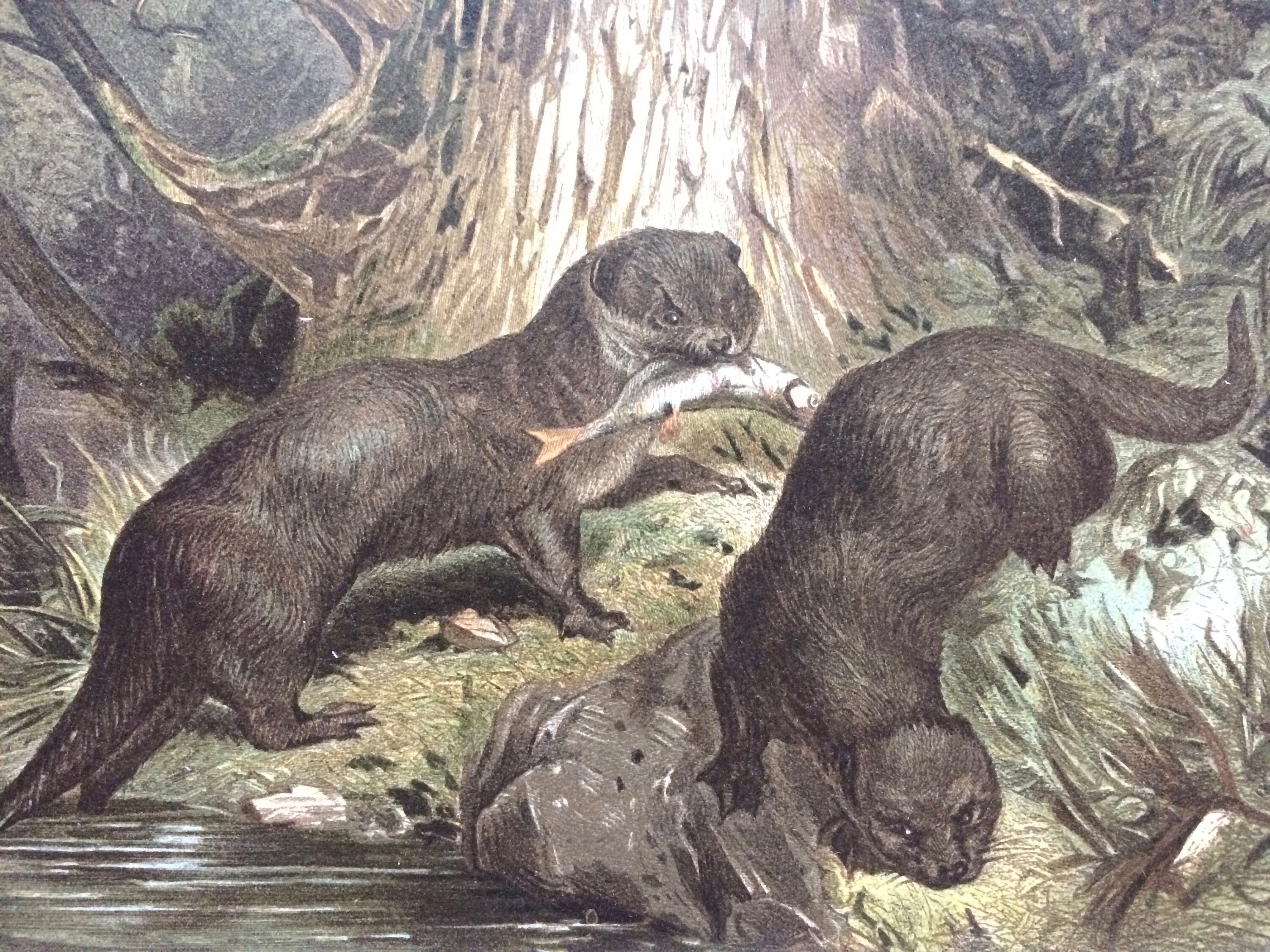 1893 Otter Original Antique Lithograph - Wildlife - Zoology ...