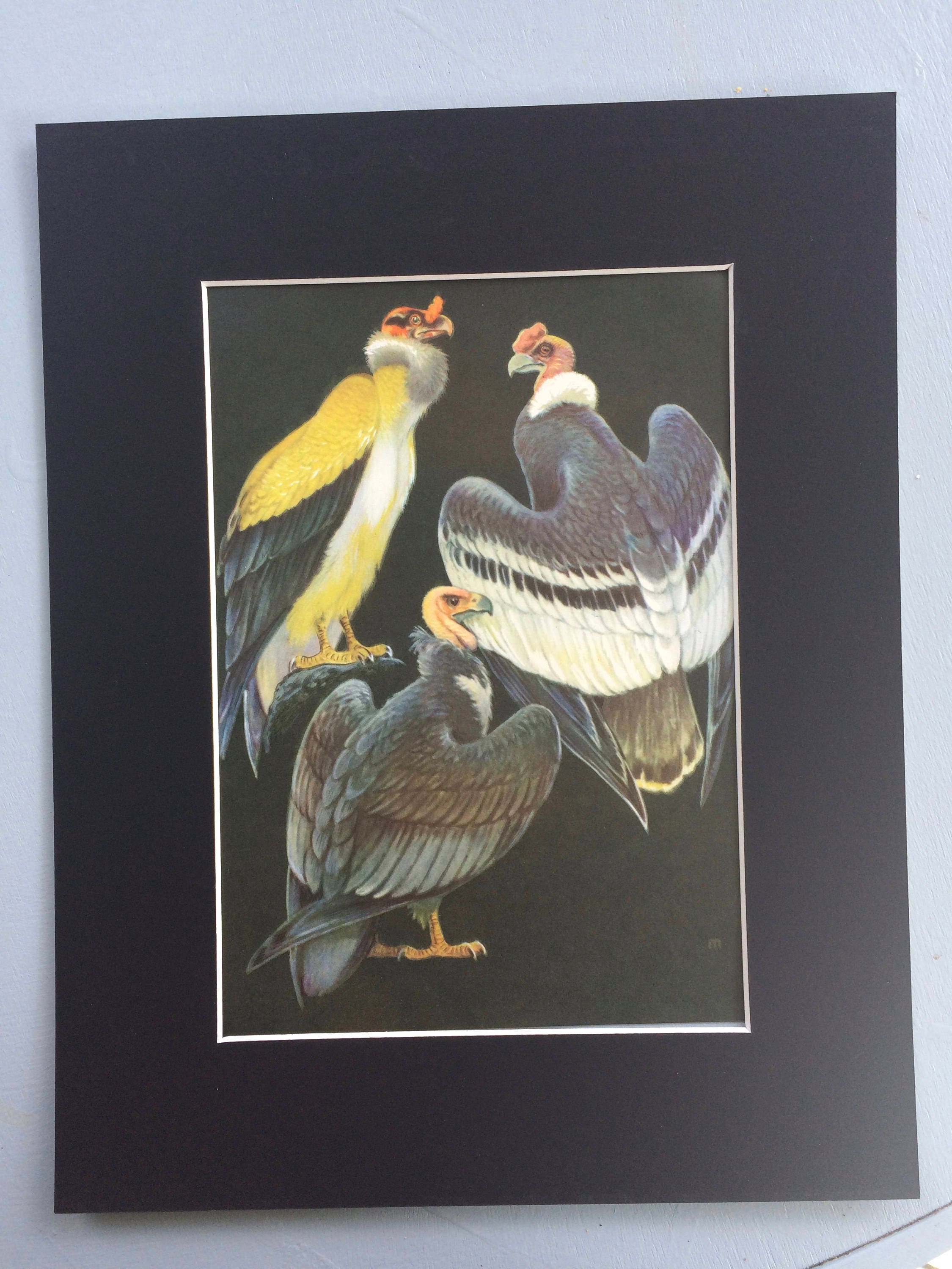 1968 Colourful Vintage Bird Print - Andean Condor - King Vulture ...