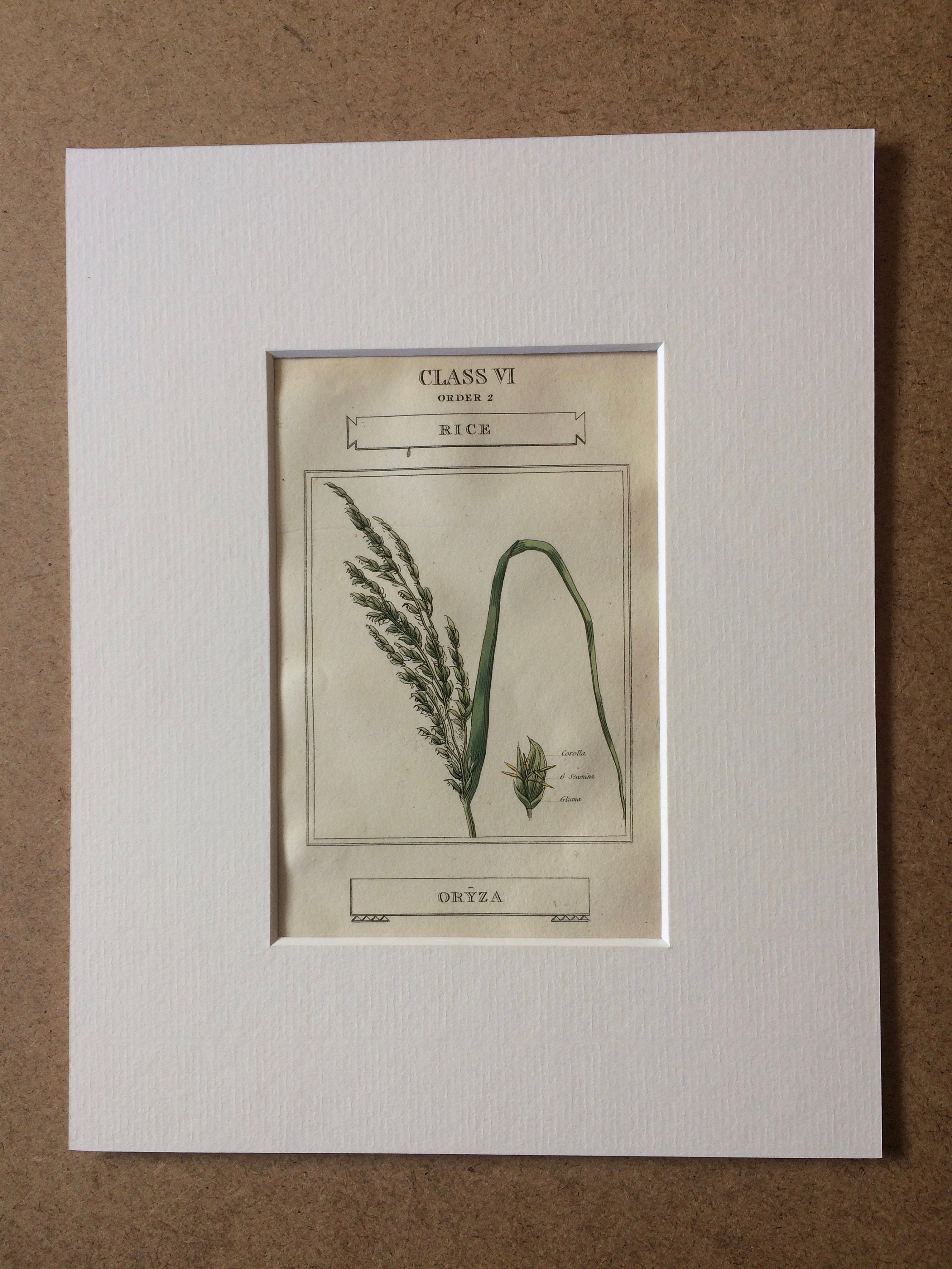 1816 Original Antique Botanical Hand-Coloured Engraving - Rice ...