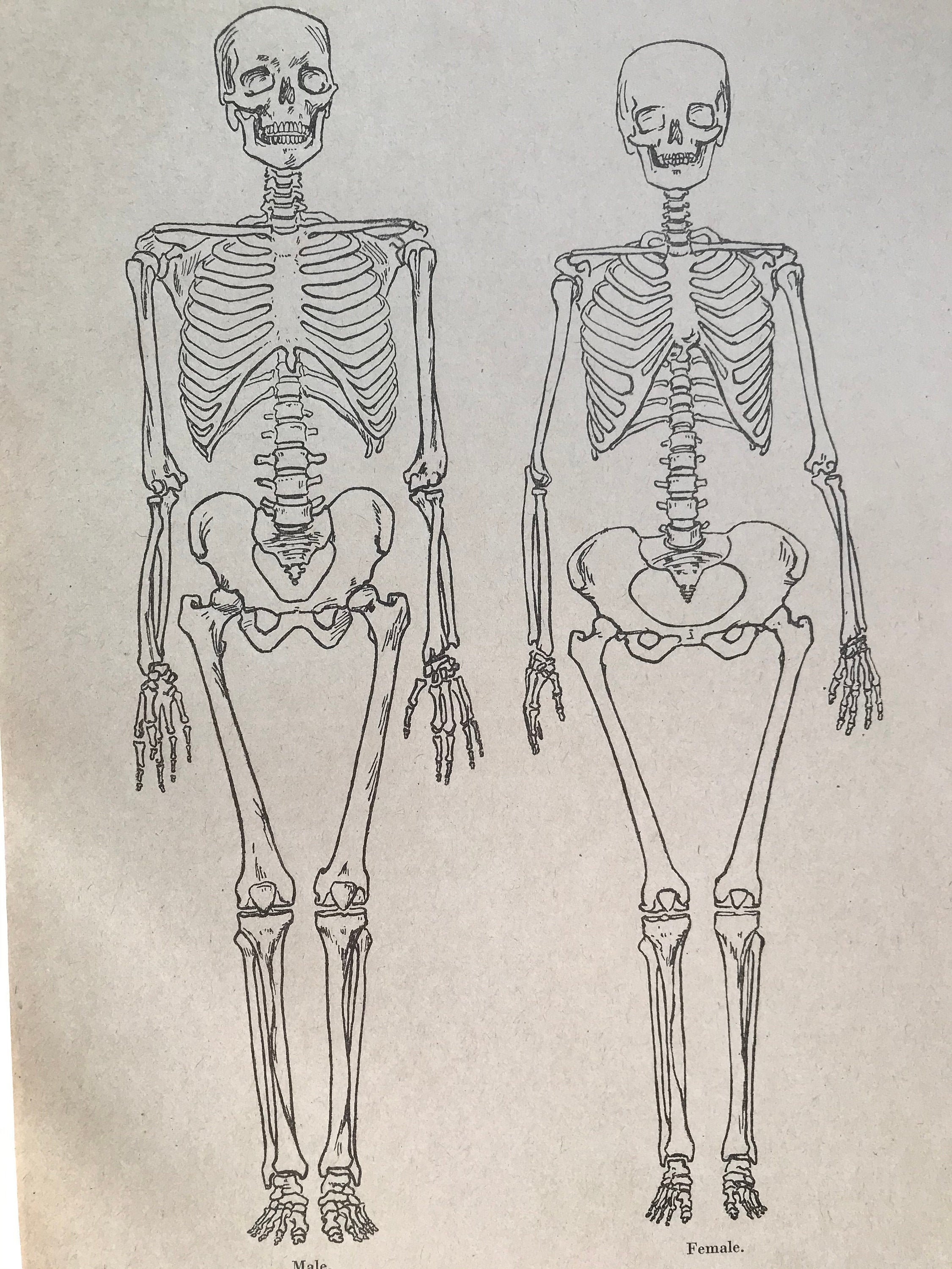 Anatomical Skeleton Drawing