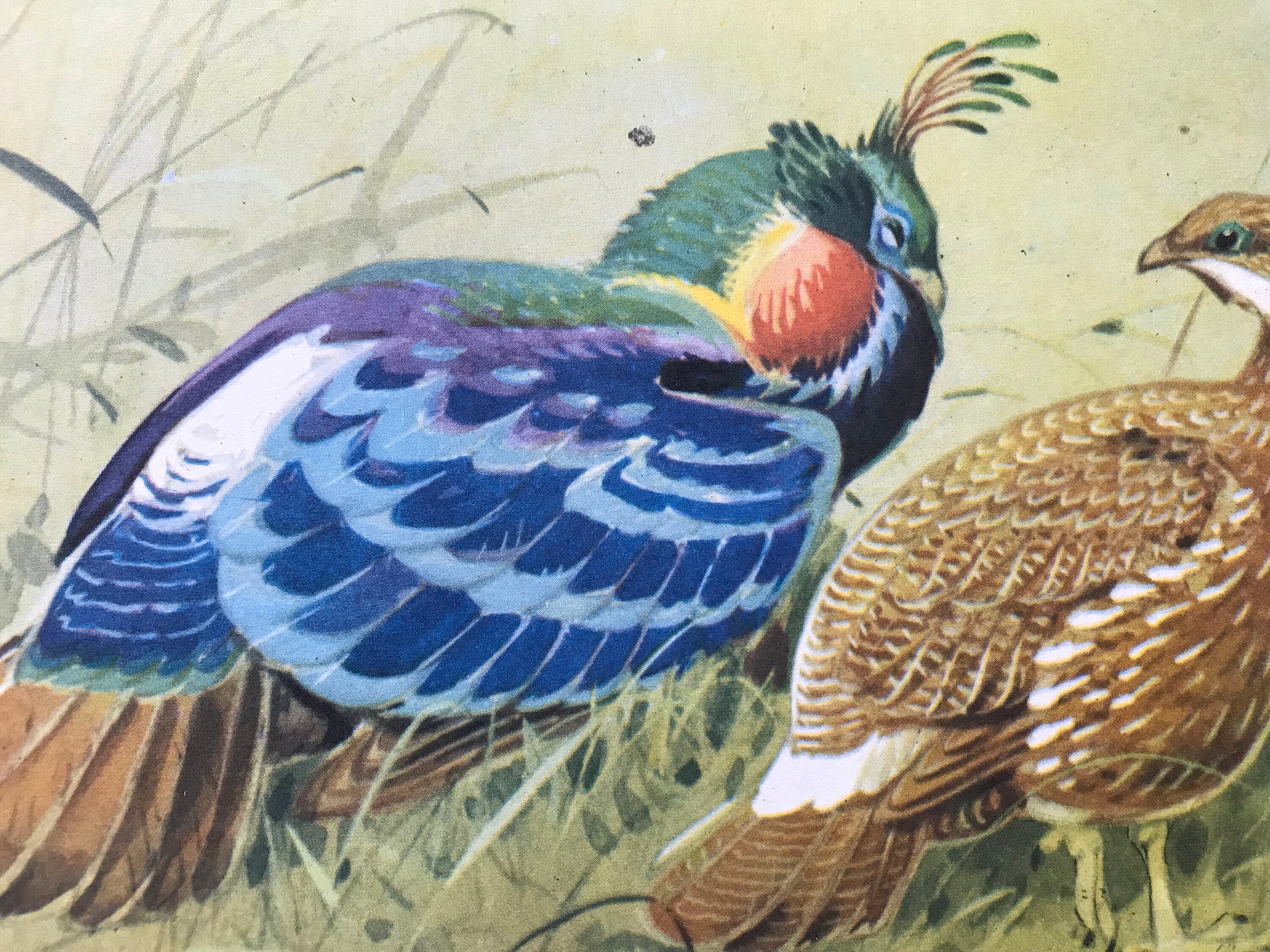 1968 Himalayan Monal Original Vintage Print - Mounted and Matted ...