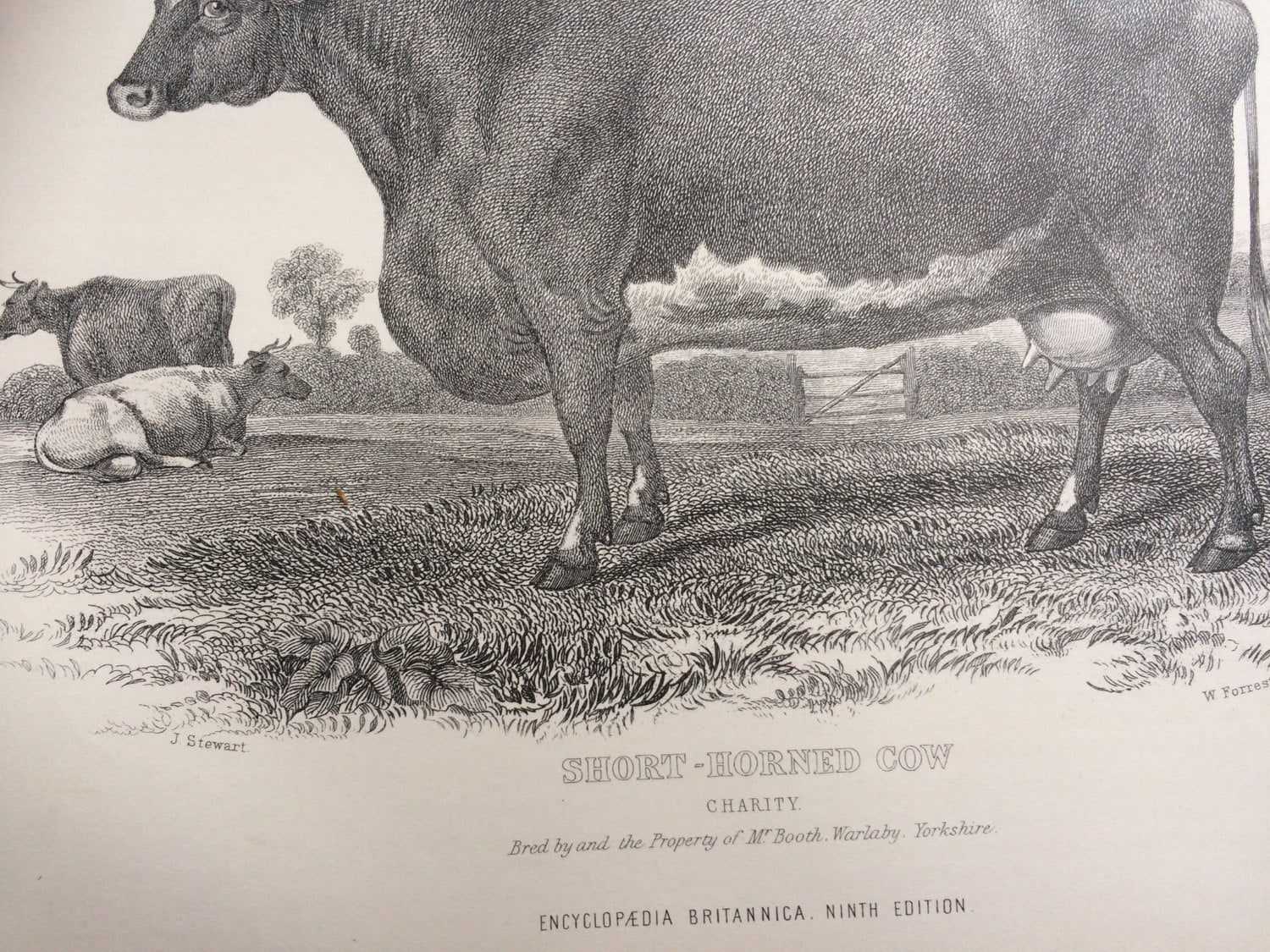 1875 Agriculture Original Antique Steel Engraving Print - Farming ...