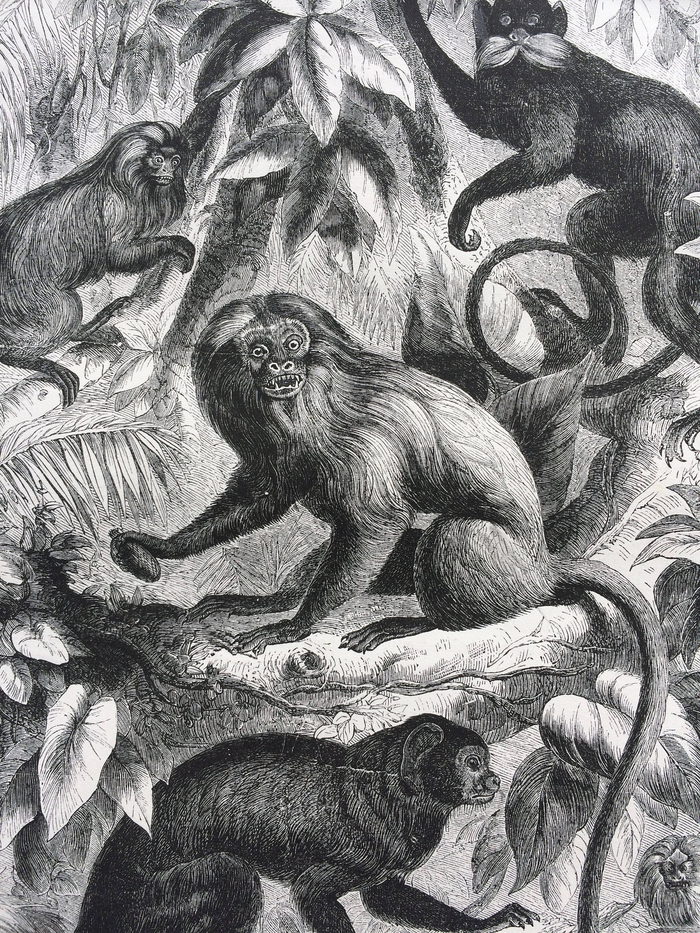 1865 Silky Tamarin and other monkeys Original Antique Engraving ...