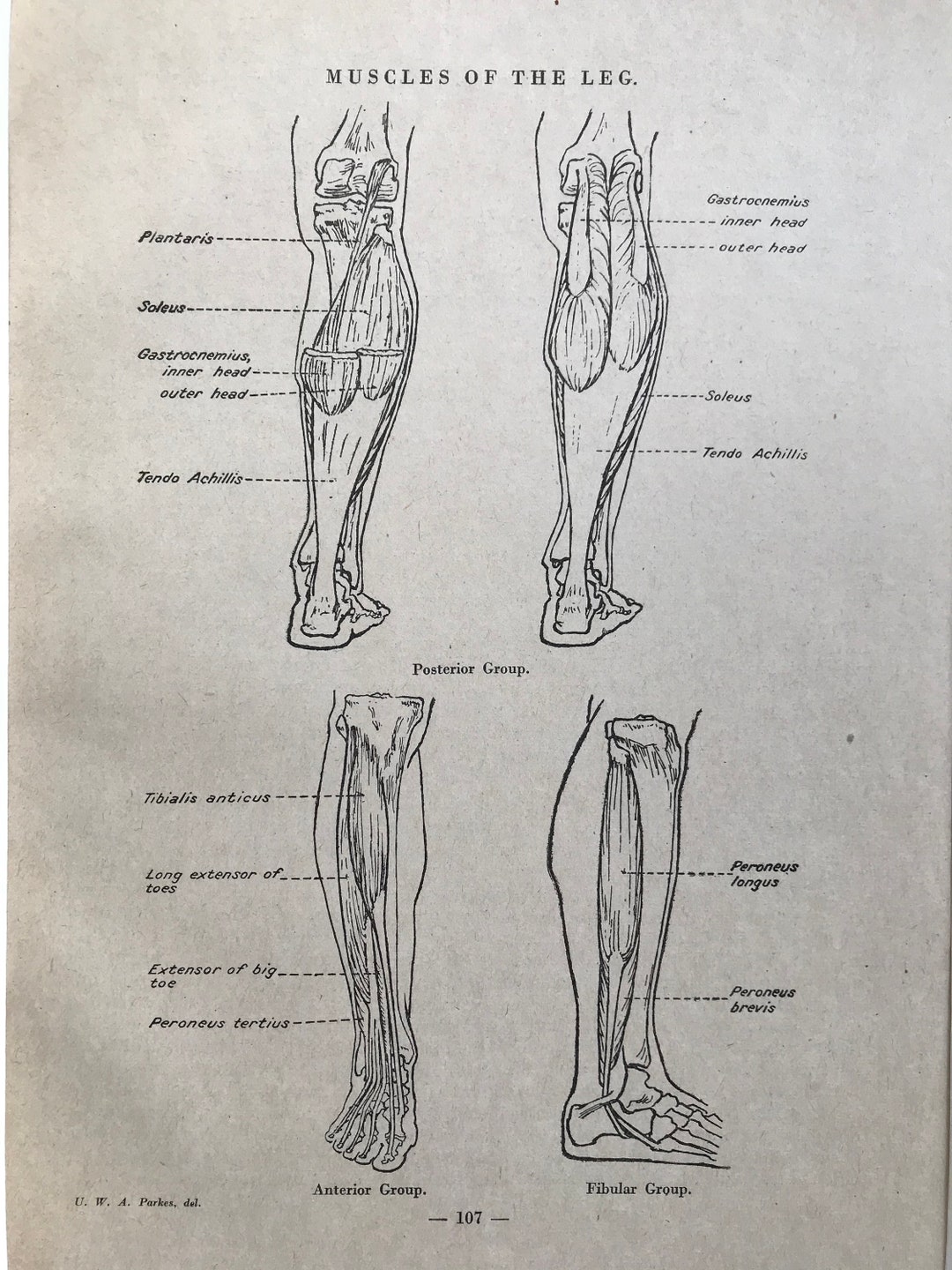 1949 the Muscles of the Leg Original Vintage Print Anatomy - Etsy