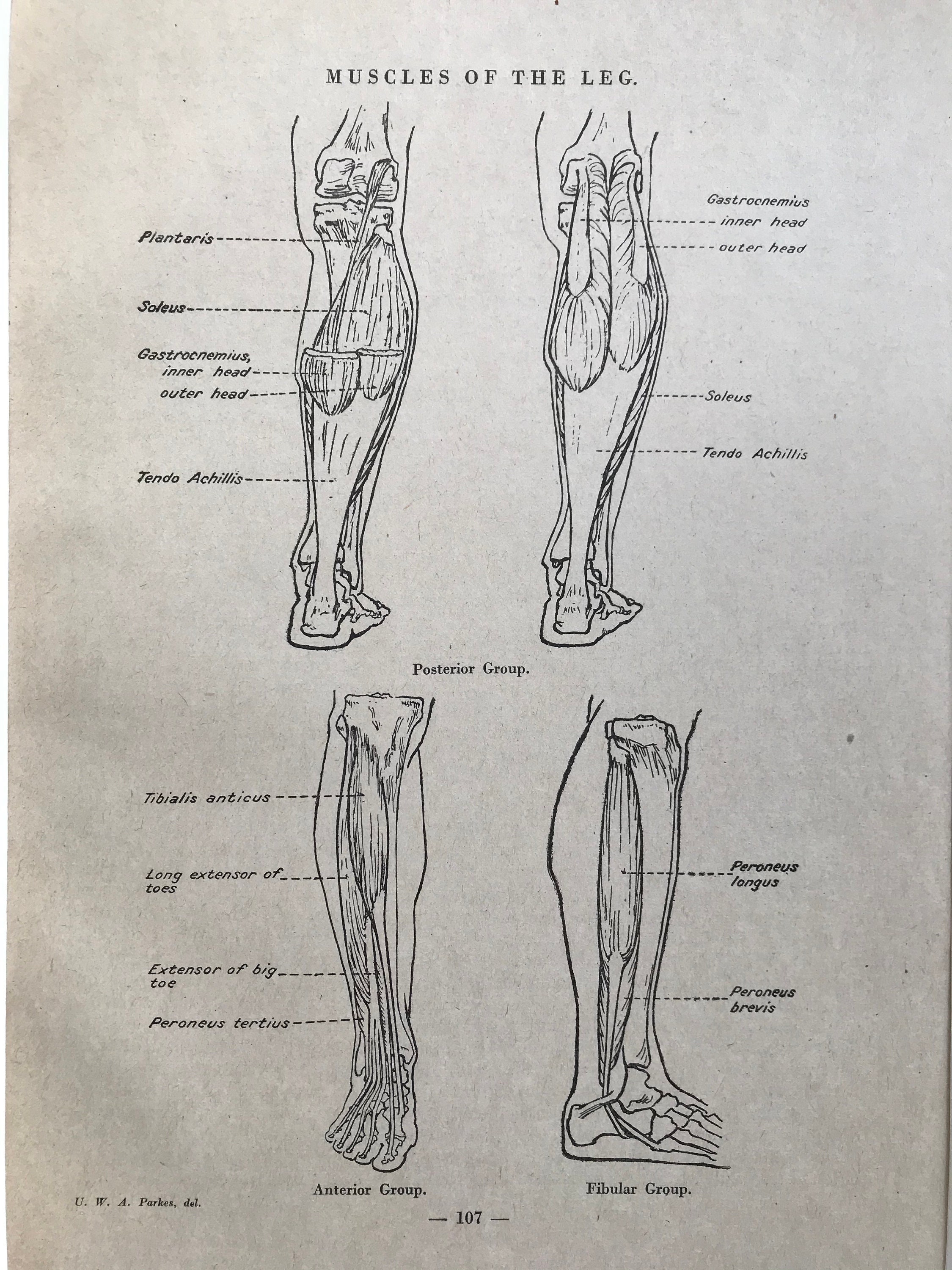 1949 the Muscles of the Leg Original Vintage Print Anatomy - Etsy