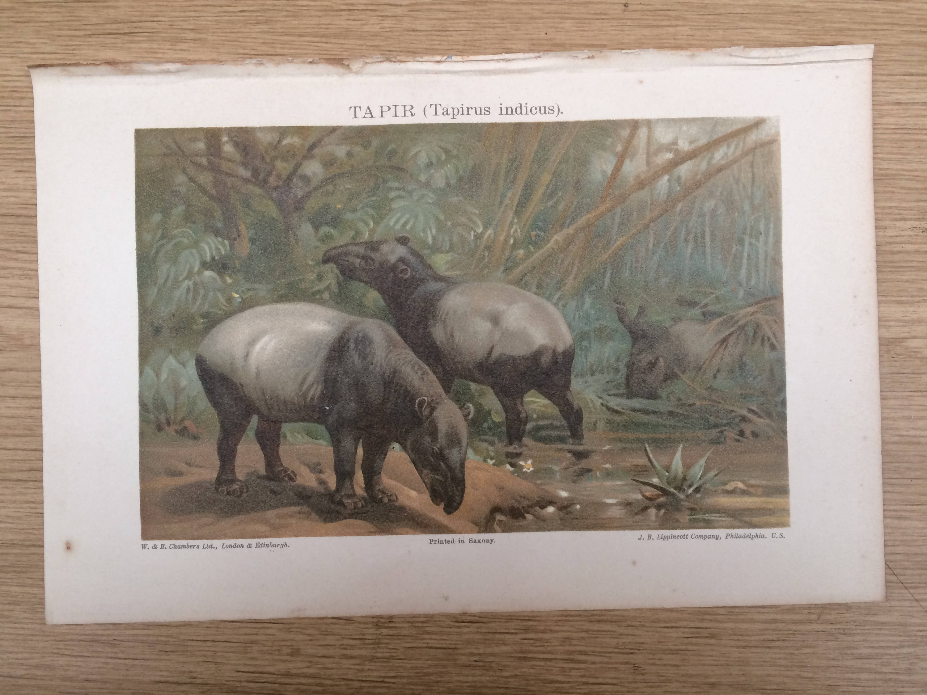 1904 Original Antique Lithograph - Tapir (Tapirs Indicus) - Wildlife ...