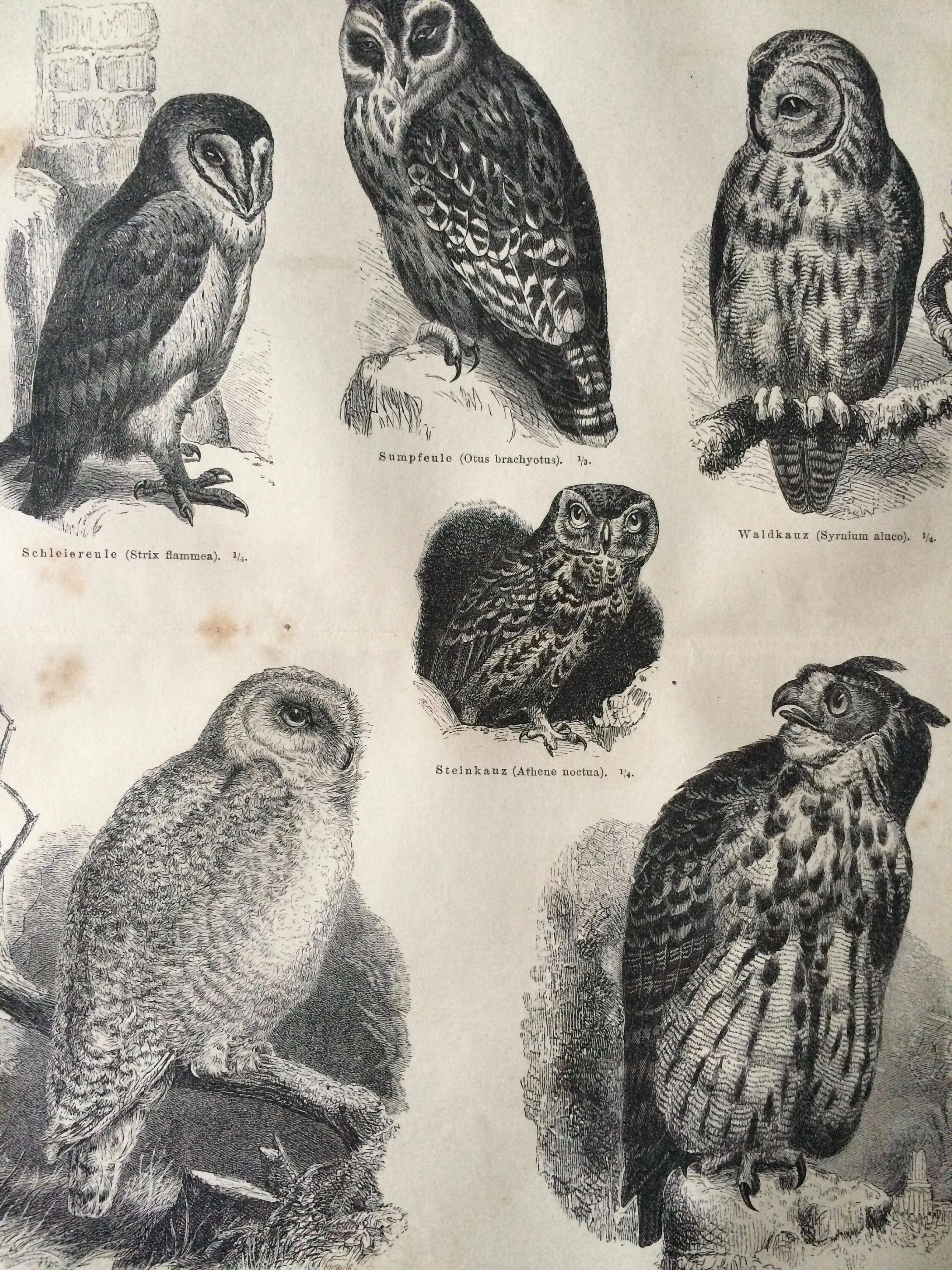1875 Owls Large Original Antique print - Available Mounted and Matted ...