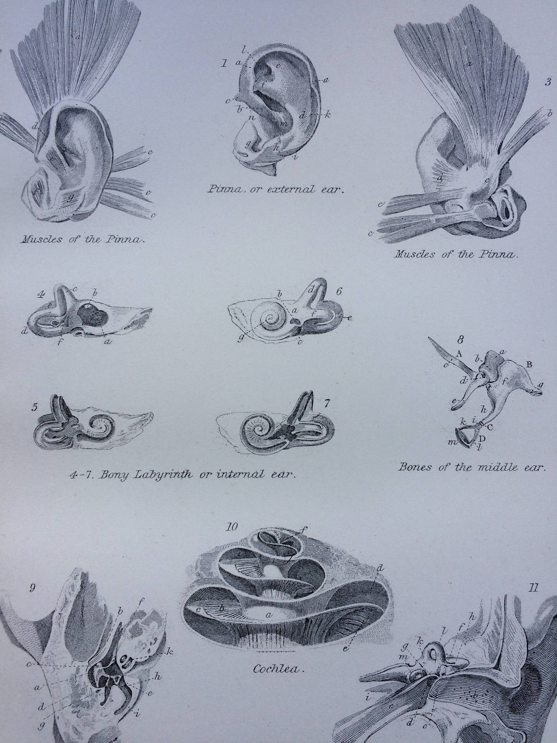 1891 EAR Original Antique steel Engraving - Encyclopaedia Illustration ...