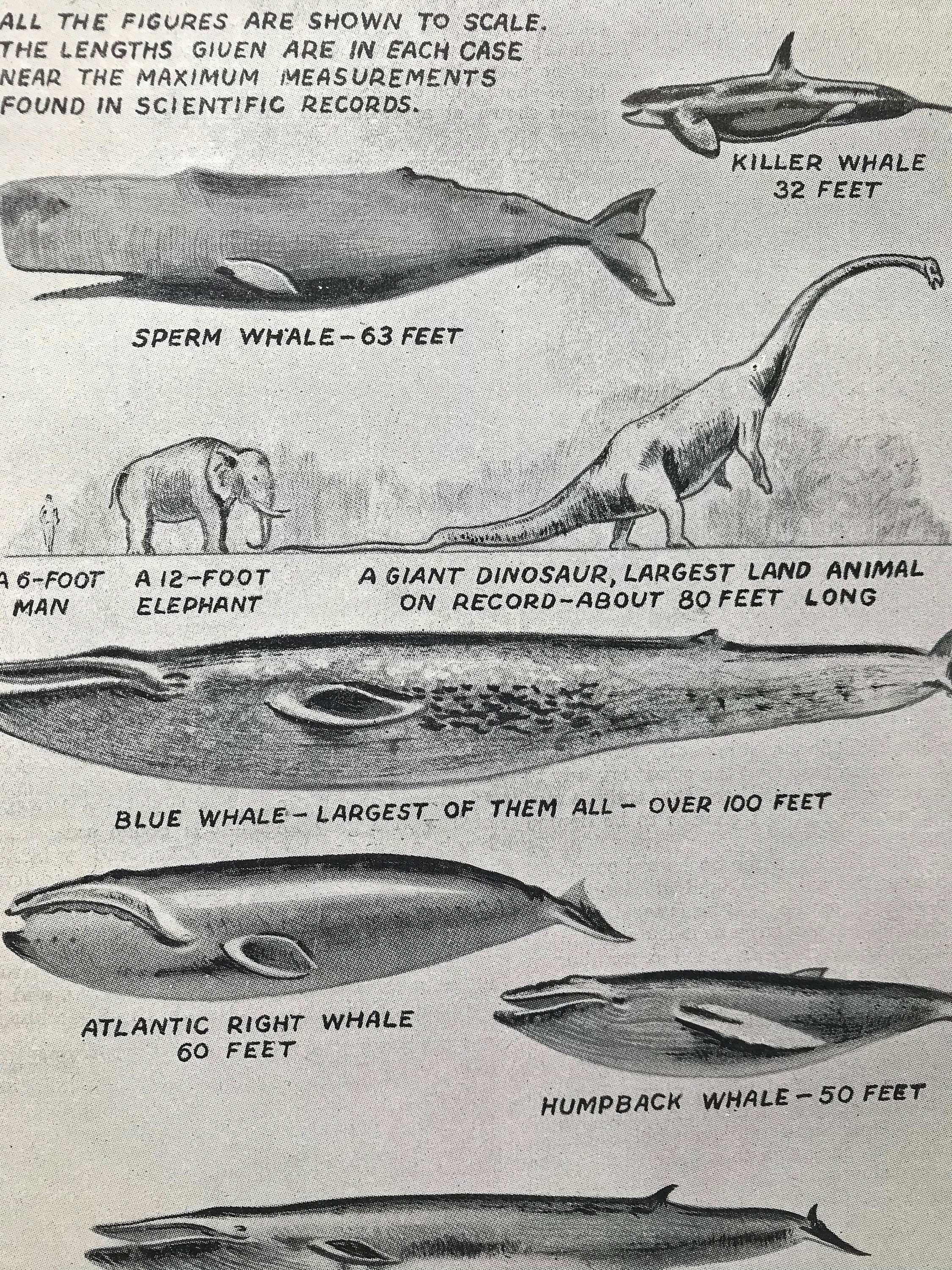 Blue Whale Size Comparison Chart