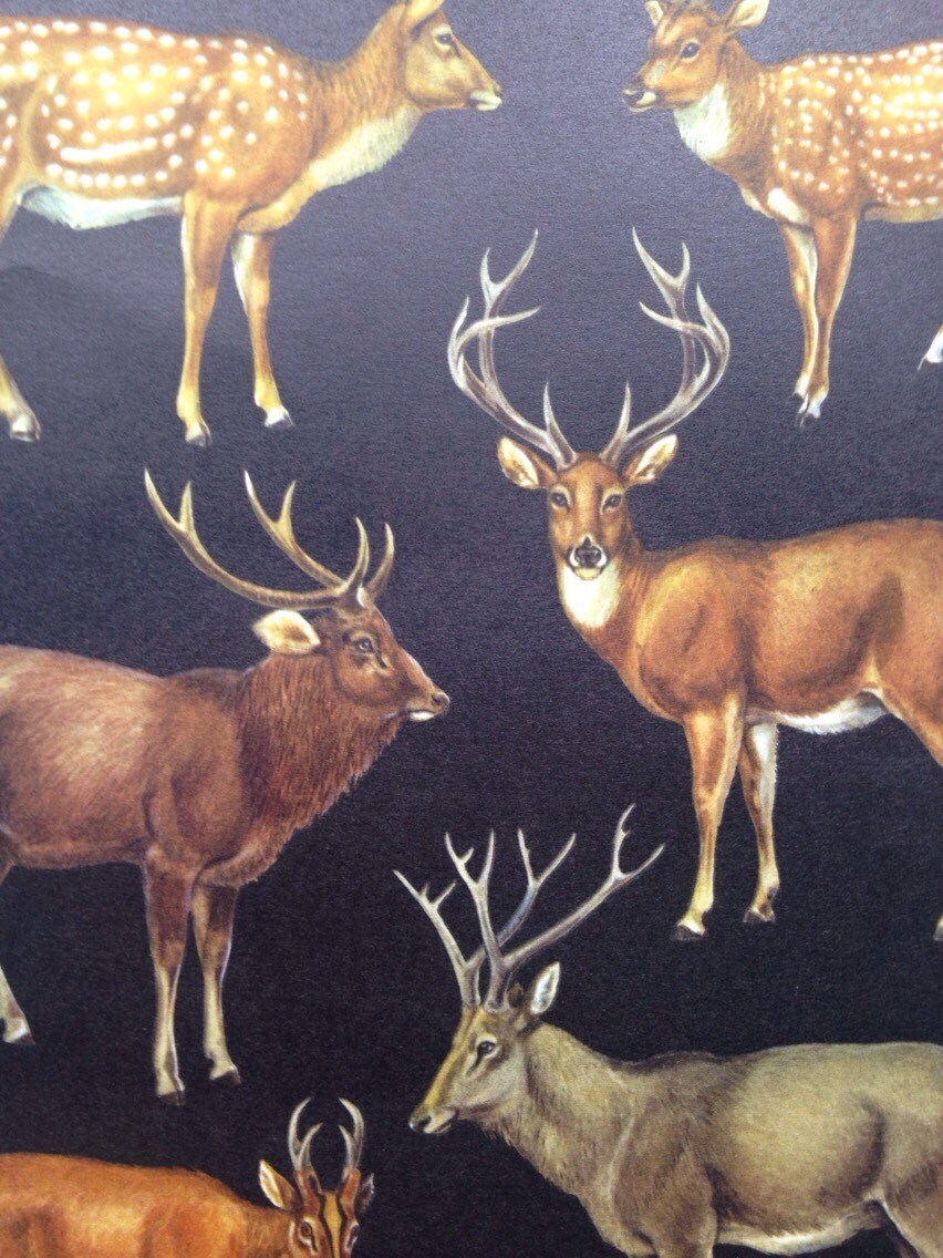 1968 Vintage Deer Print - matted and ready to frame - 14 x 11 inches