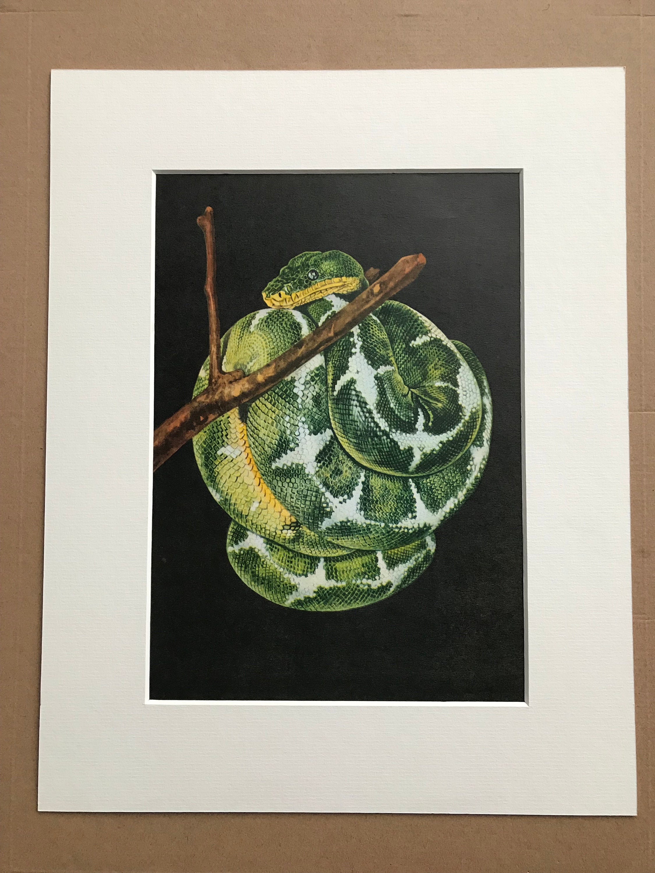 1968 Emerald Tree Boa Colourful Vintage Snake Print - Reptile - Mounted ...