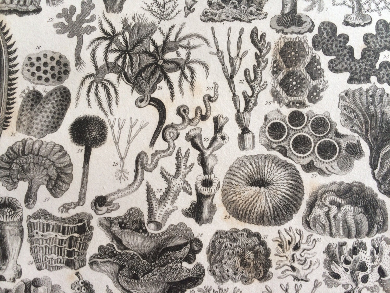 1852 Original Antique Polypi Engraving - Seaweed - Coral - Botanical ...