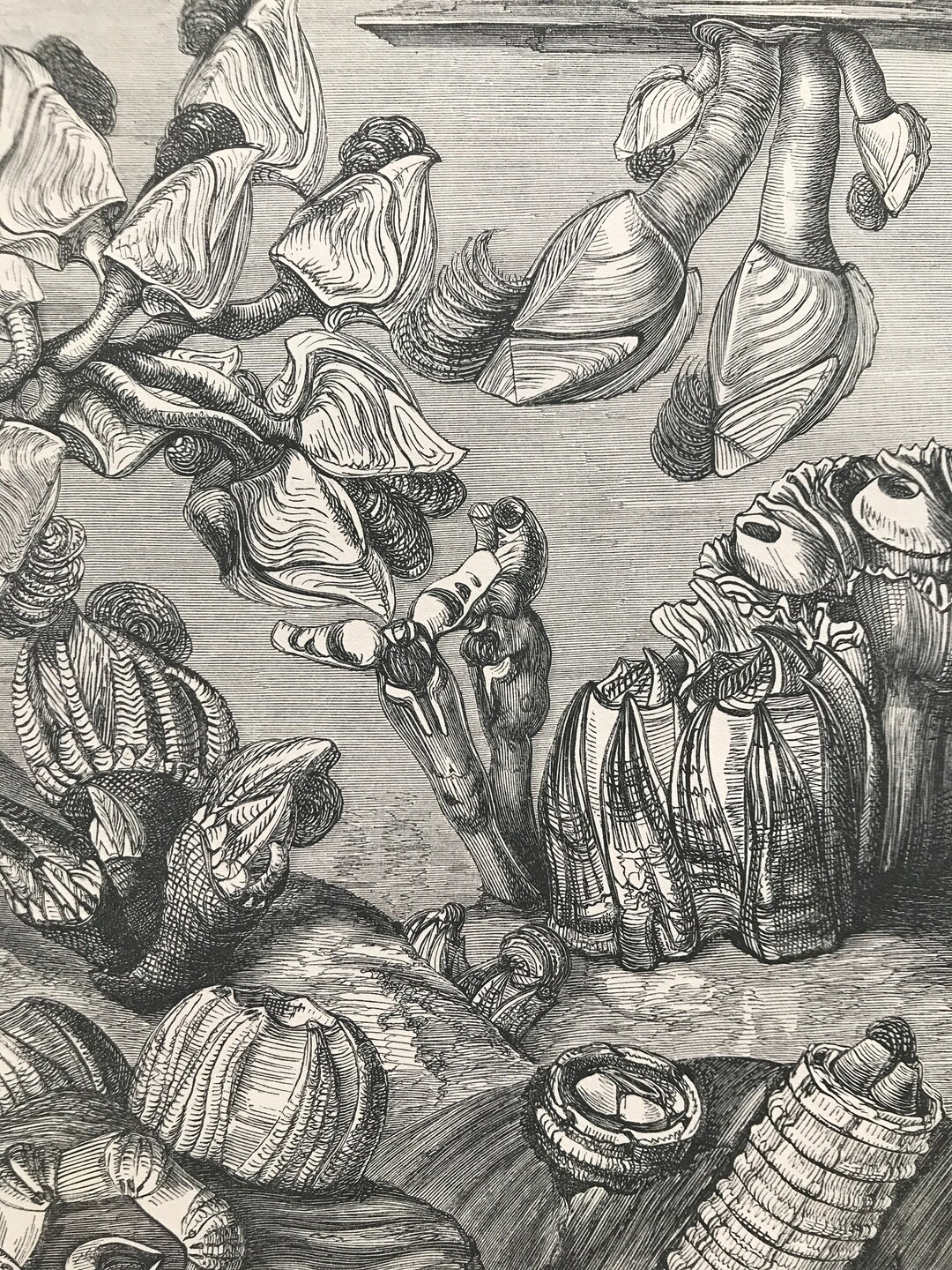 1863 Barnacles Original Antique Print - Marine Wildlife - Mounted and ...