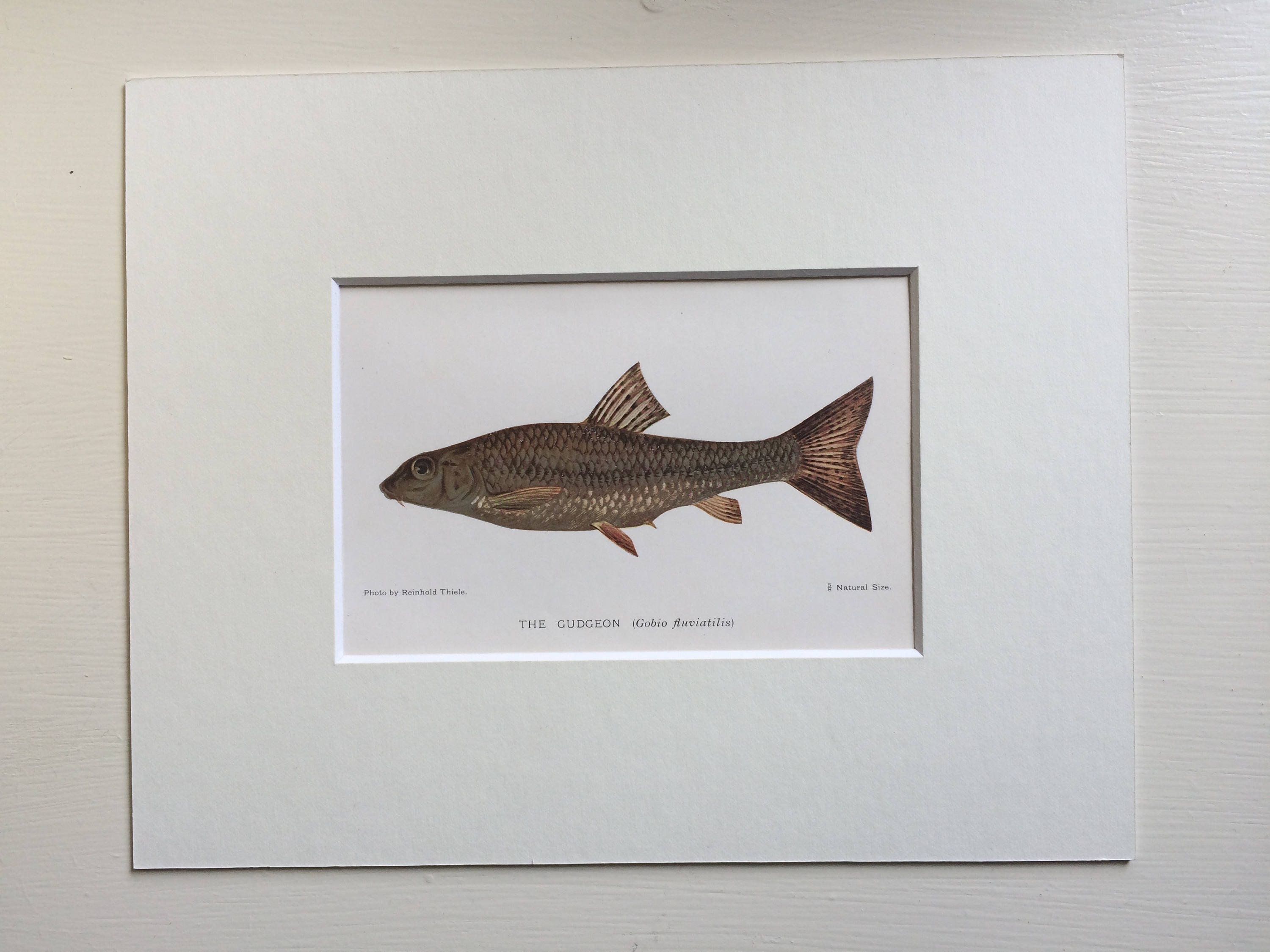 1904 Gudgeon Original Antique Matted Lithograph - Fish - Fishing ...