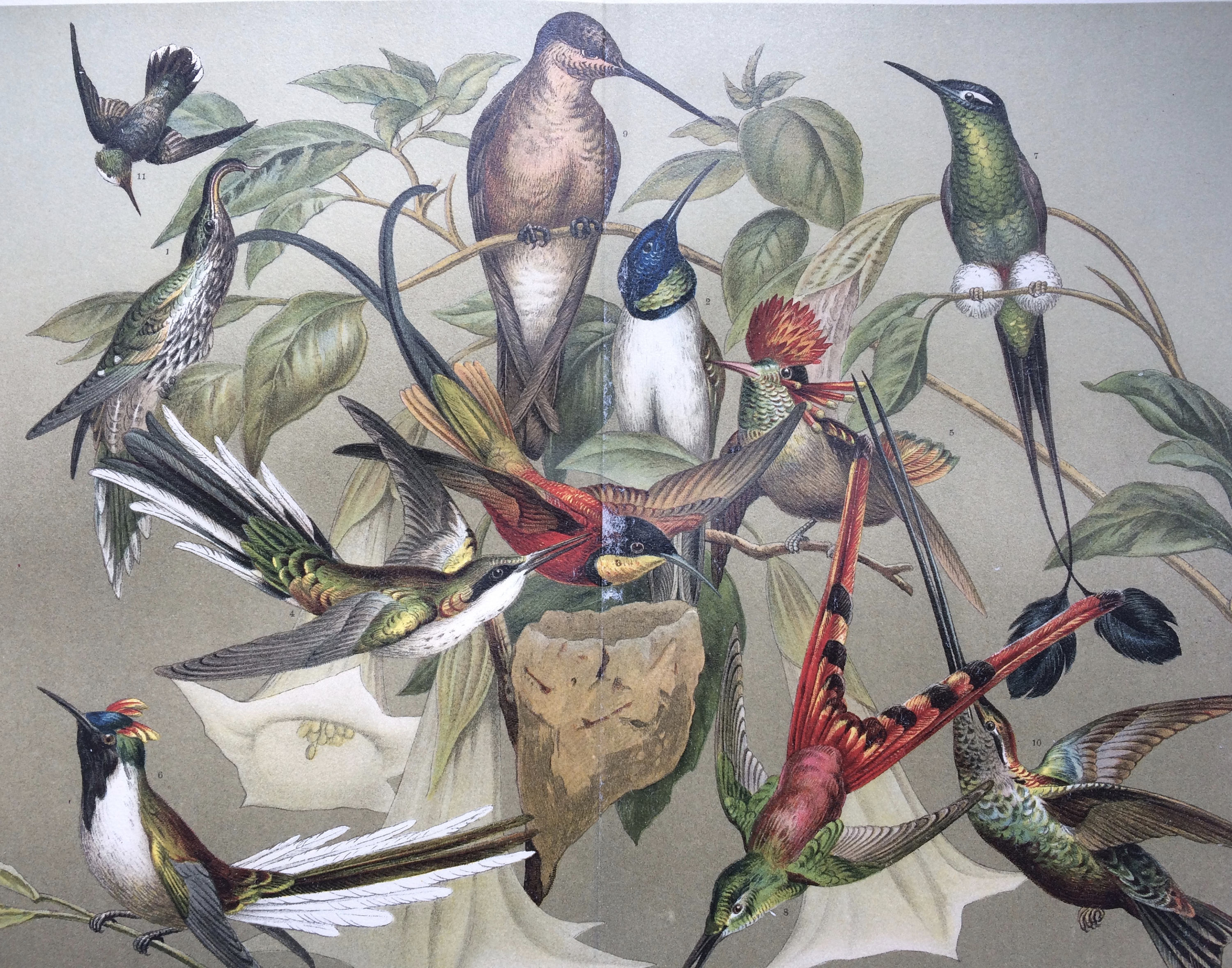 1904 Hummingbirds Original Antique Print - 10 x 12 inches - Ornithology ...