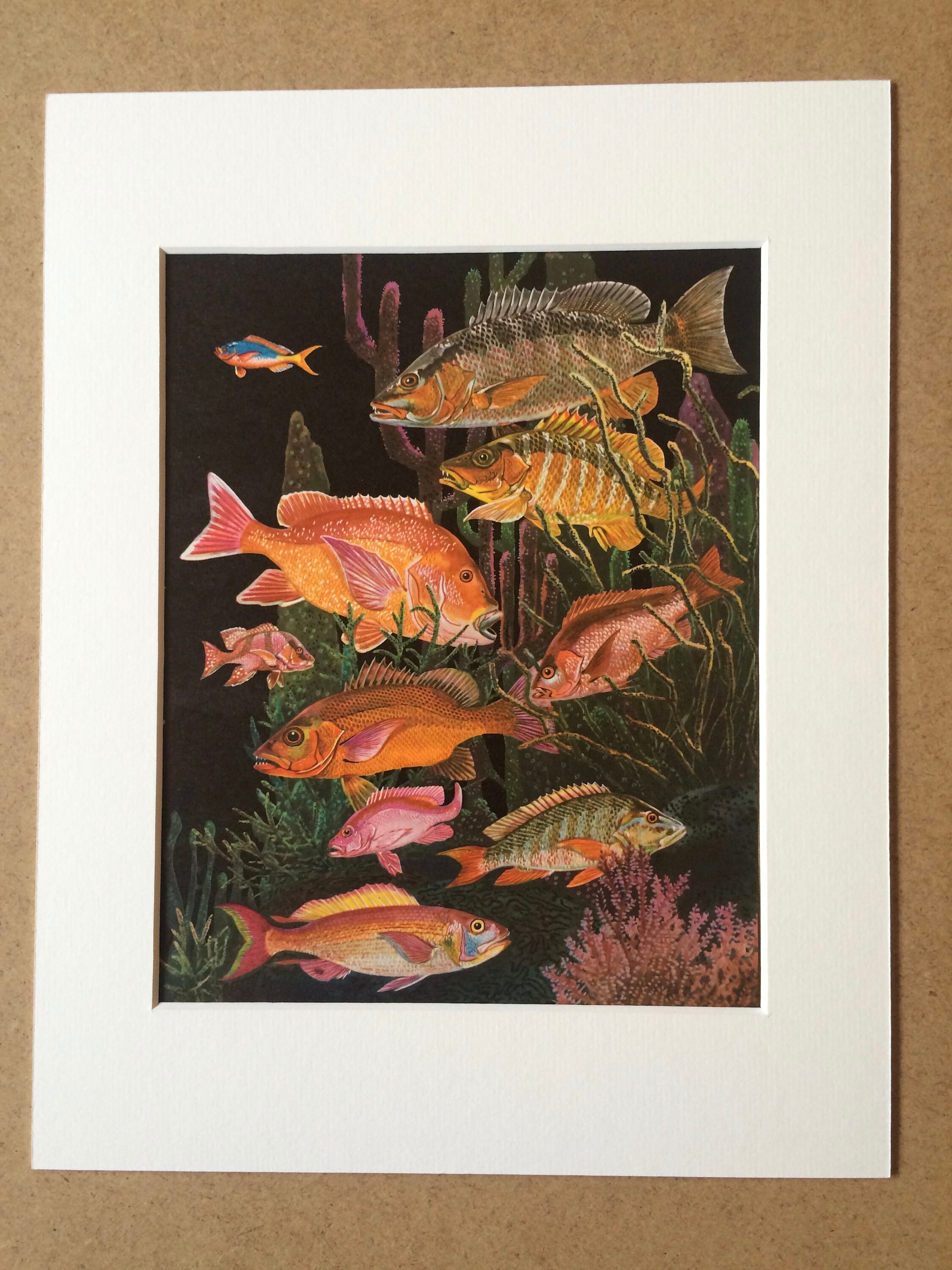1968 Original Vintage Print - Mounted and Matted - Tropical Fish ...