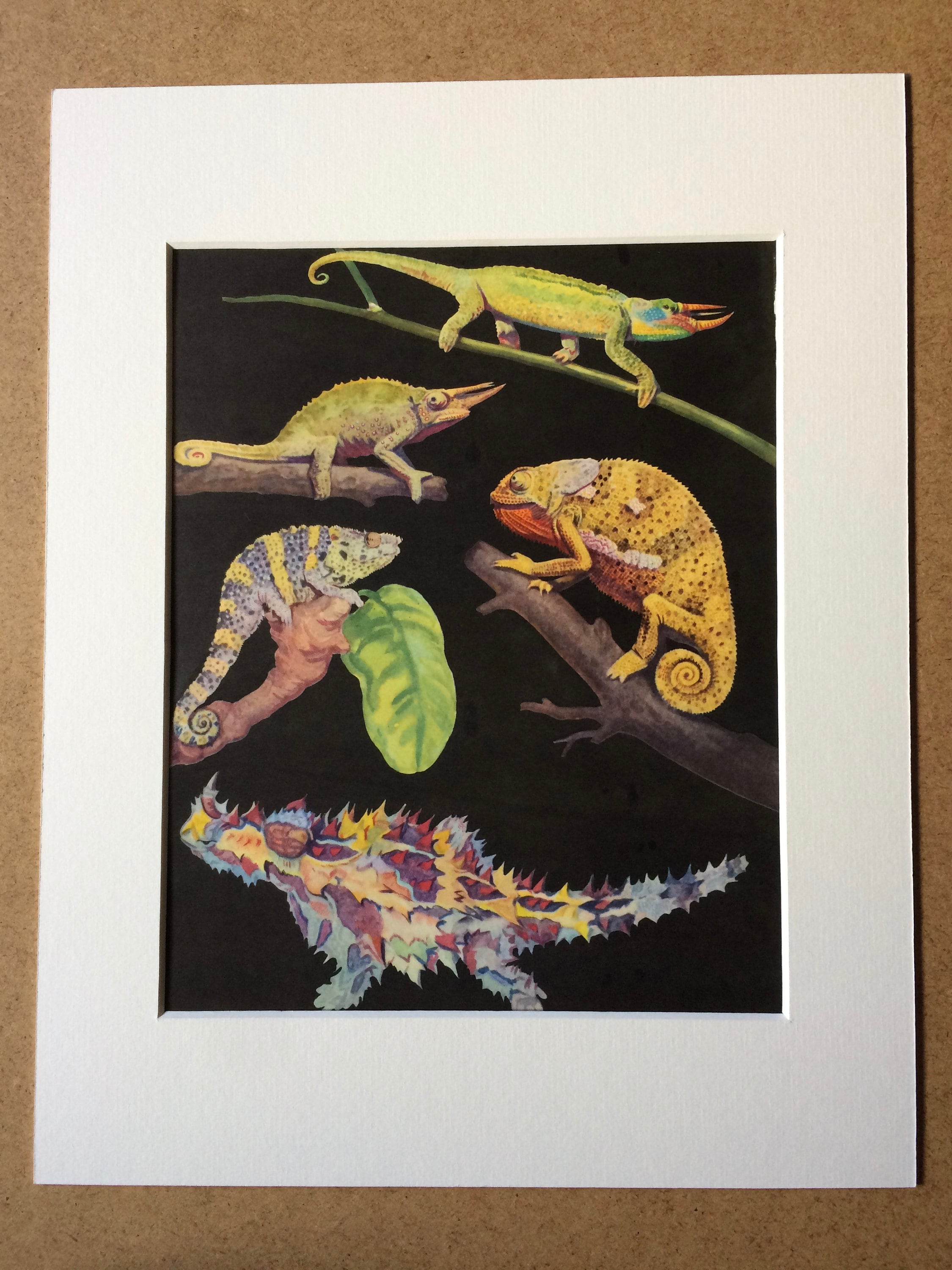 1968 Original Vintage Reptile Print - Mounted and Matted - Chameleon ...