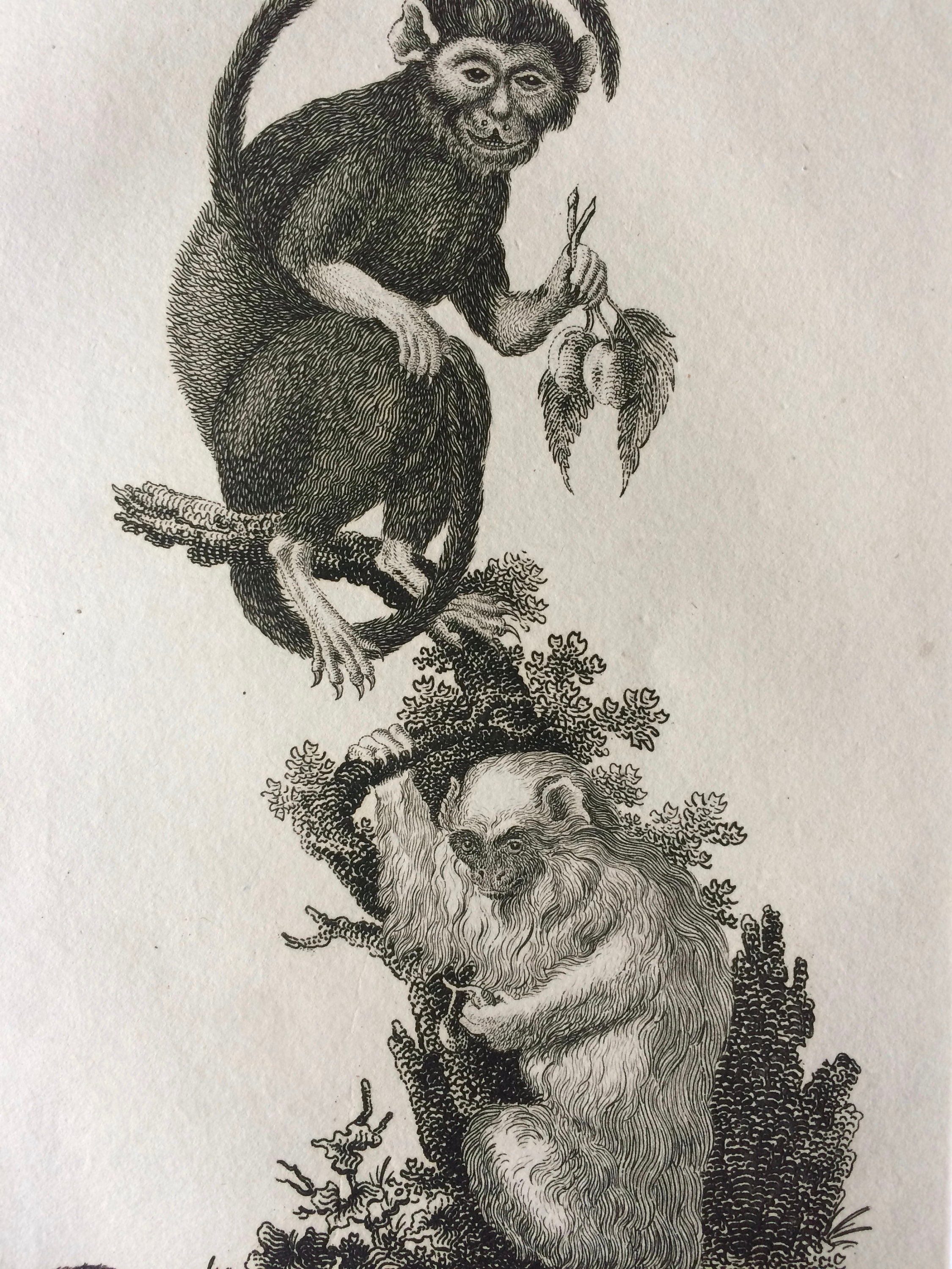 1800 Great Eared Monkey and Fair Monkey Original Antique Engraving ...